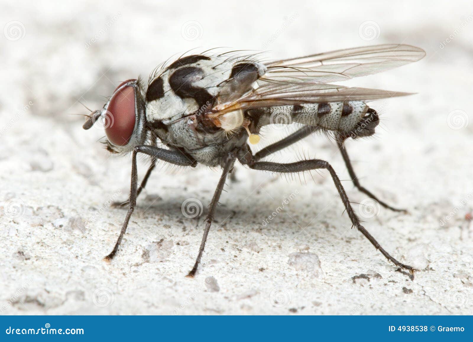Vista Lateral De La Mosca De La Casa Foto de archivo - Imagen de oscuro ...