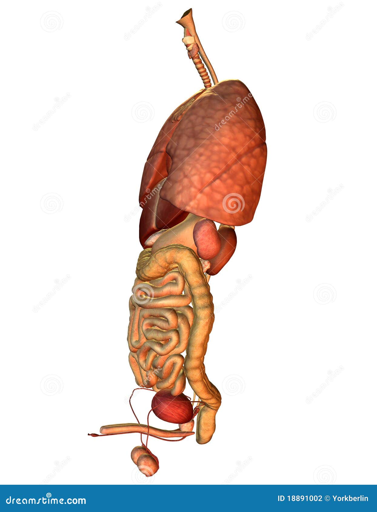 Vista Lateral De Los órganos Internos Stock de ilustración ...