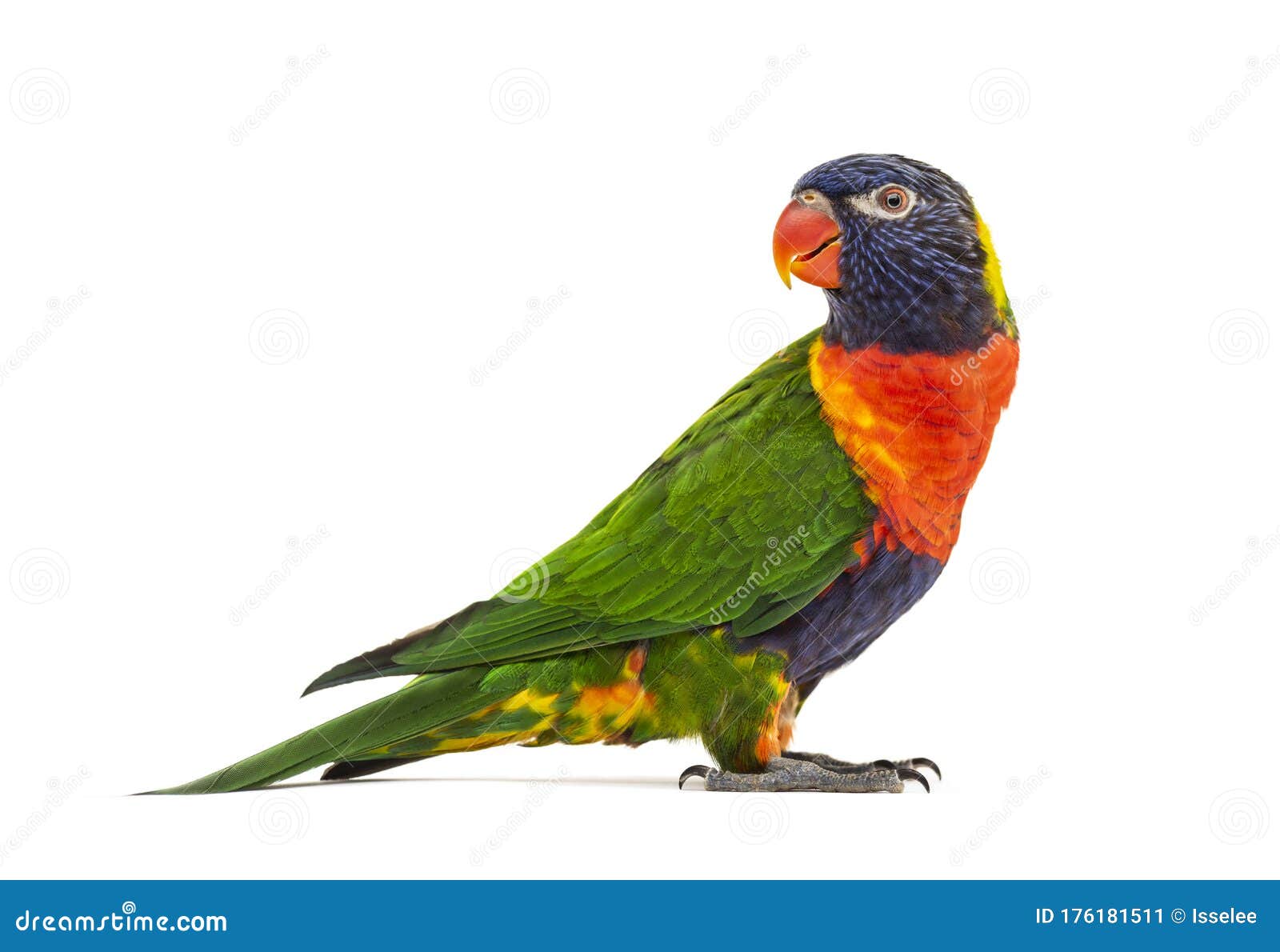 Vista Lateral De Un Arco Iris Lorikeet Trichoglossus Moluccanus Imagen ...