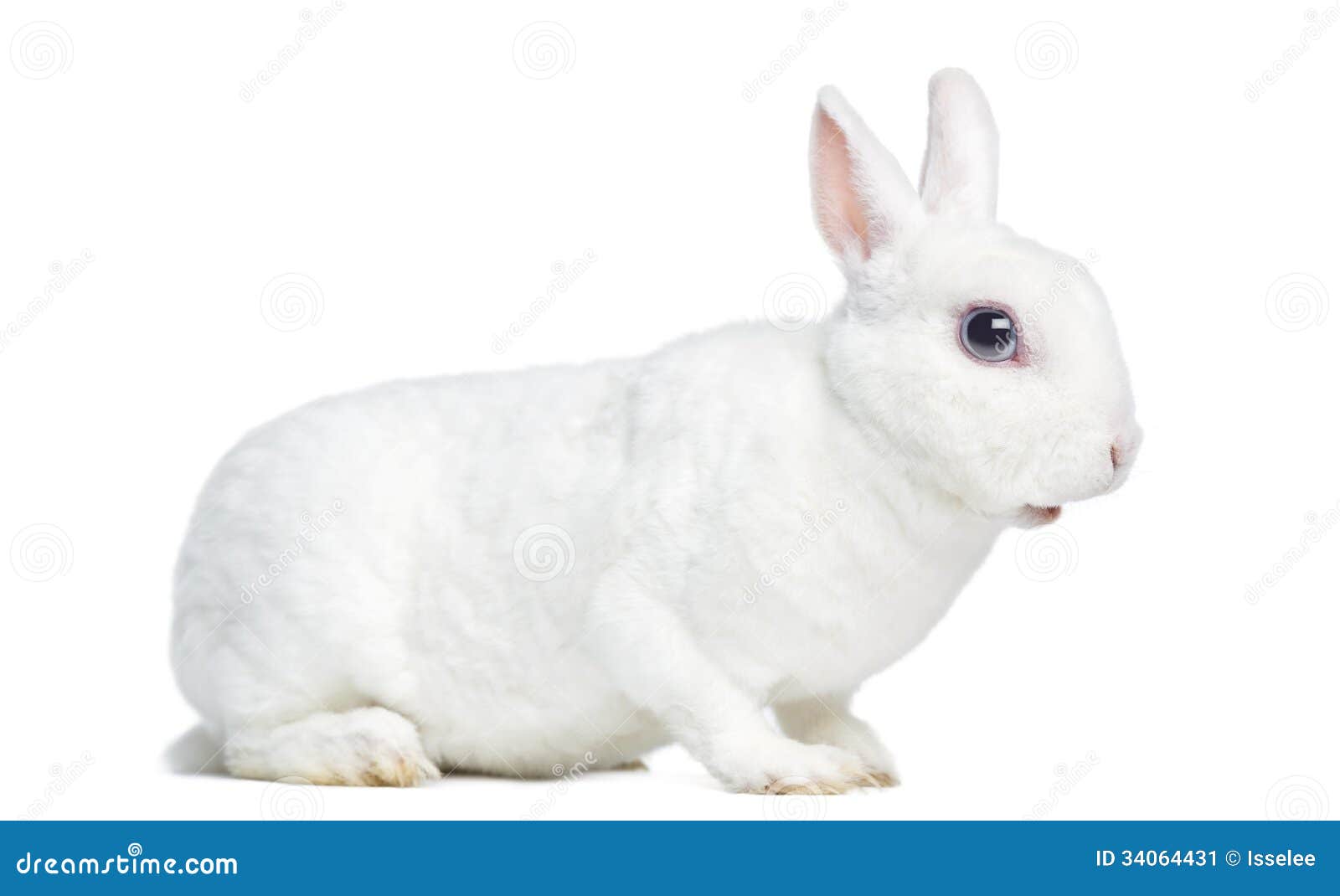 Vista Lateral De Un Mini Conejo Del Rex, Aislada Imagen de archivo ...