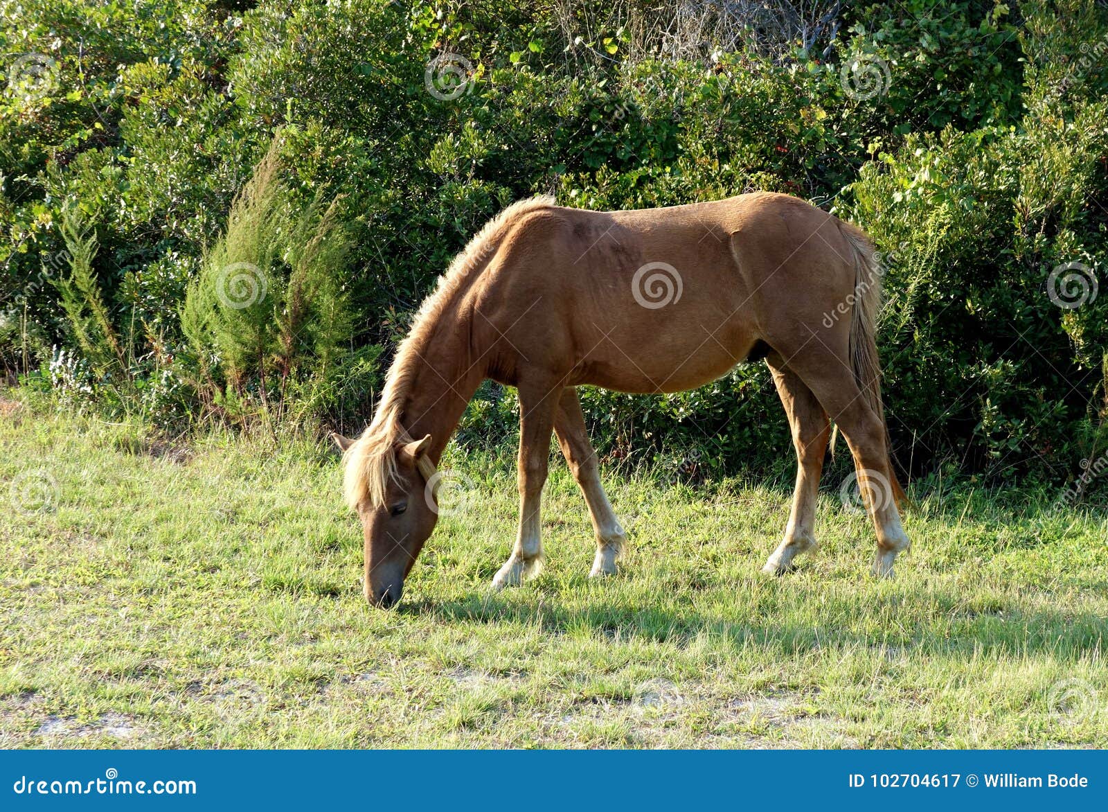 Vista Lateral Del Caballo Salvaje Imagen de archivo - Imagen de ...