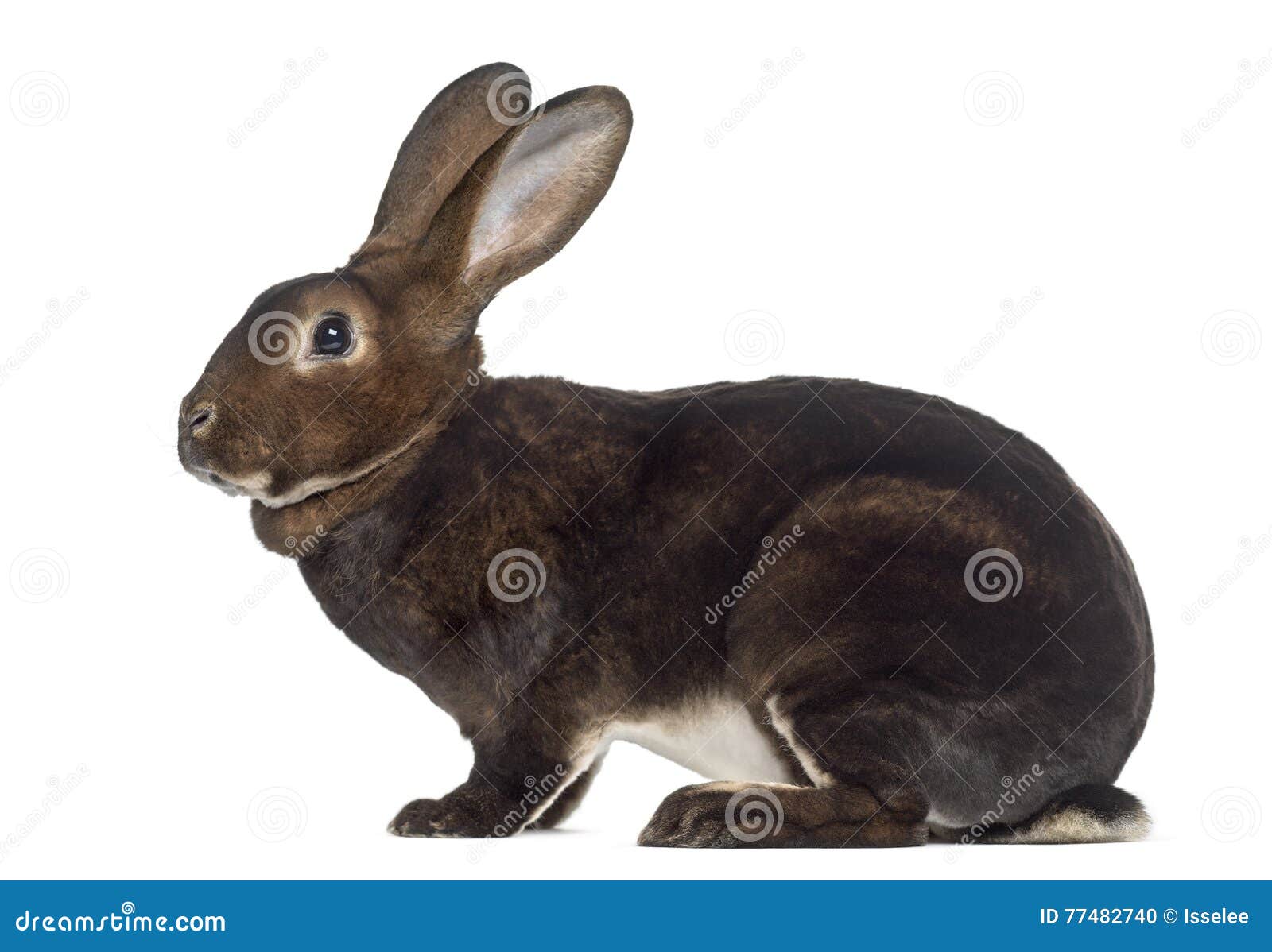 Vista Lateral Del Conejo De Rex Foto de archivo - Imagen de salir ...