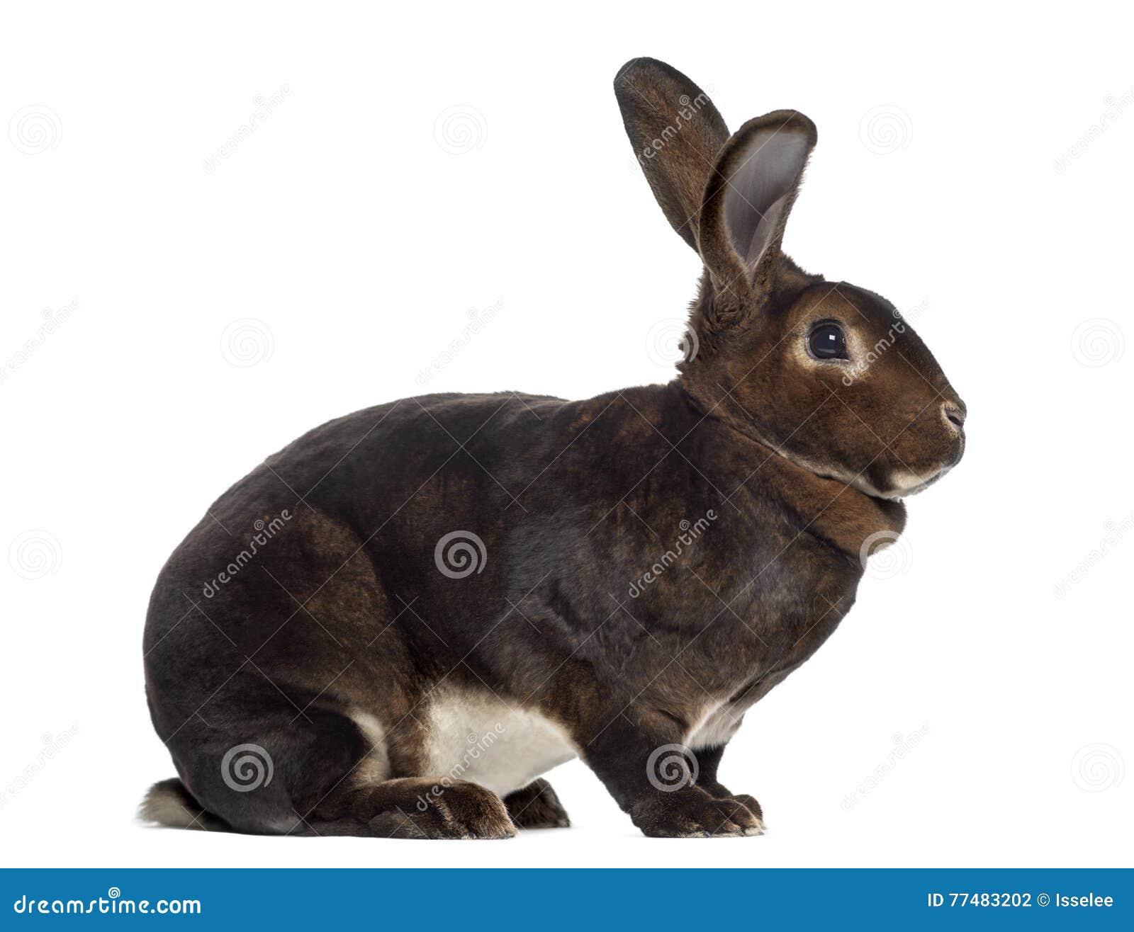 Vista Lateral Del Conejo De Rex Foto de archivo - Imagen de corte ...