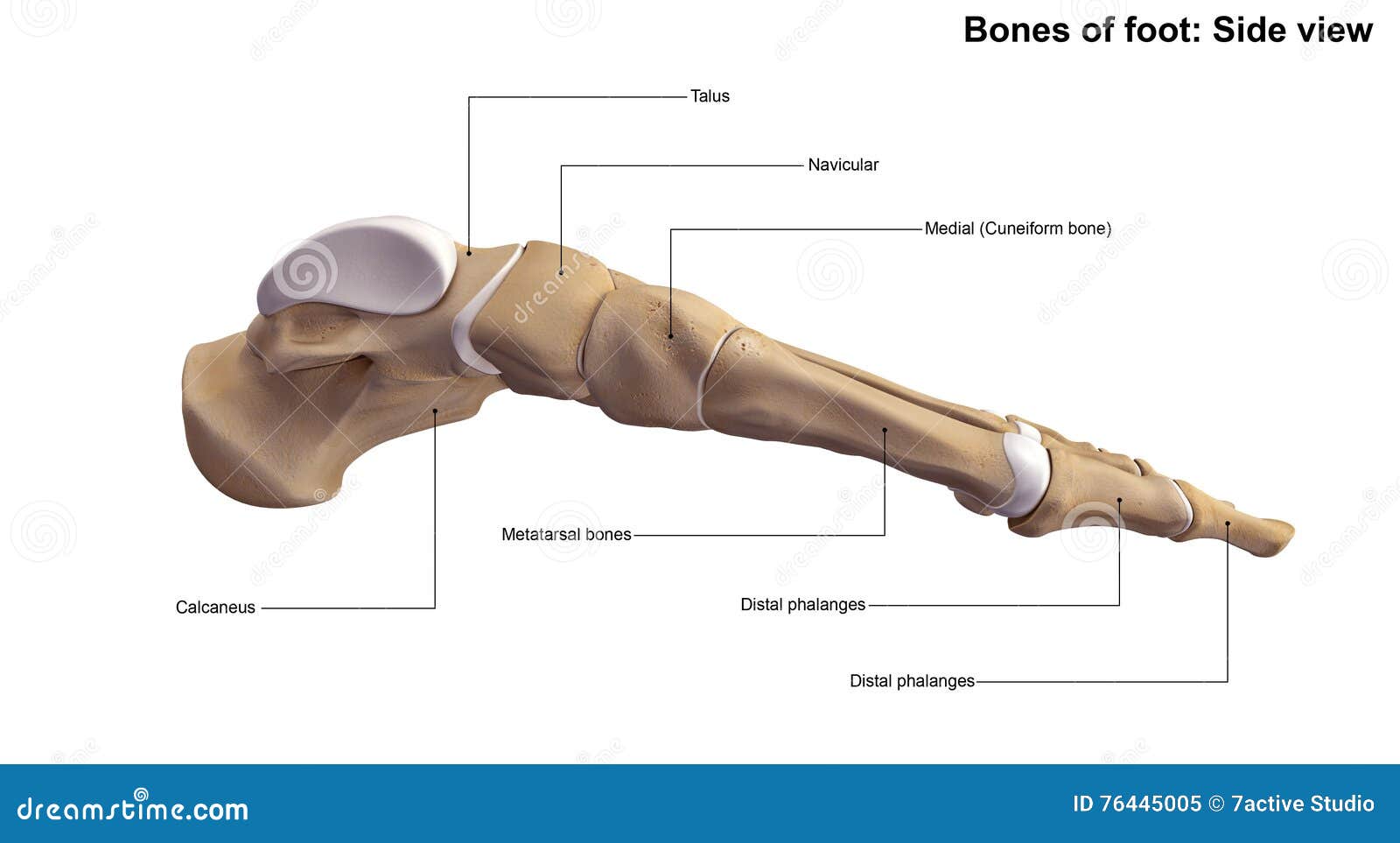 Vista lateral del pie imagen de archivo. Imagen de metacarpales - 76445005