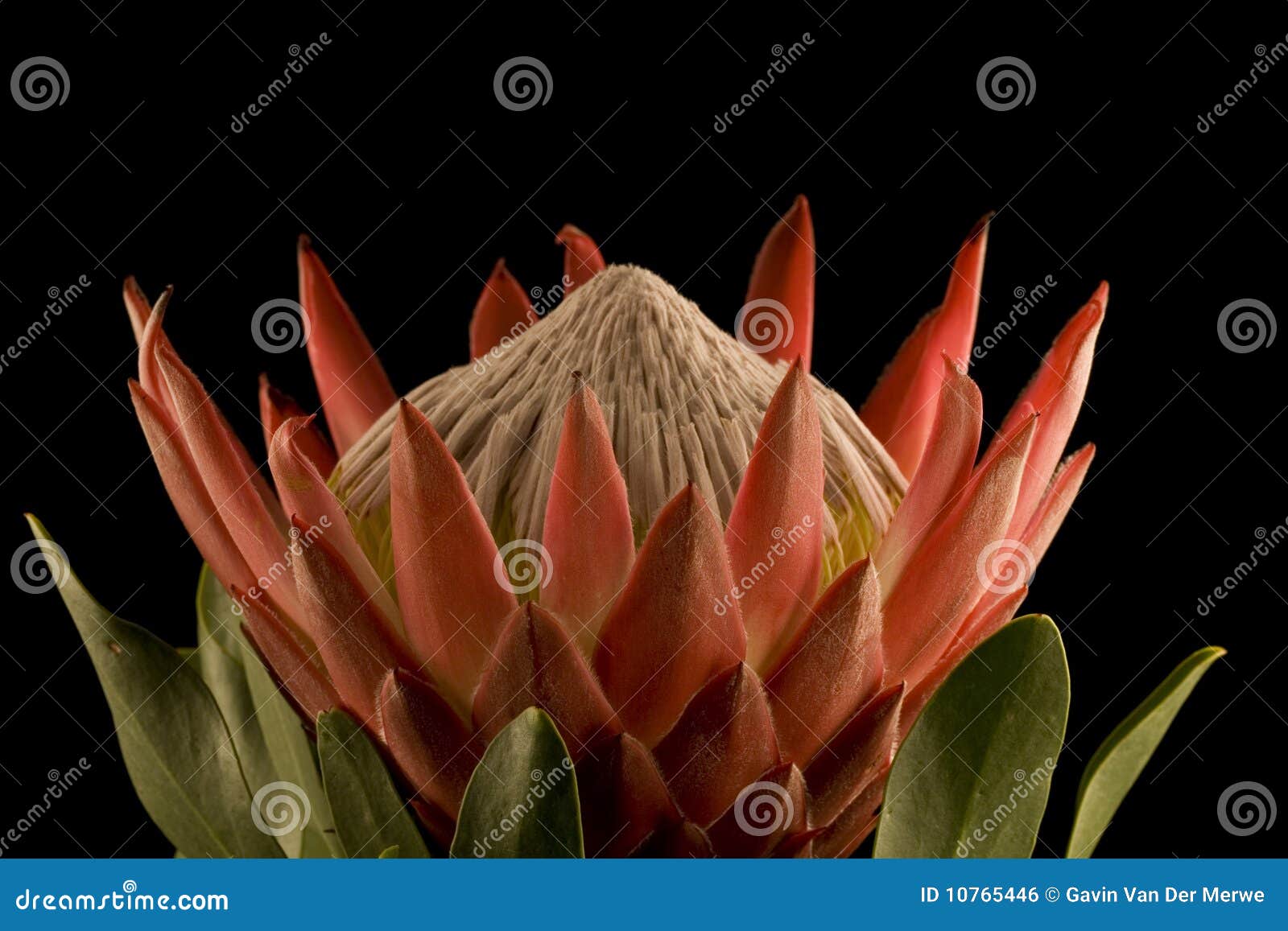 Vista Lateral Del Primer De Rey Protea Foto de archivo - Imagen de ...