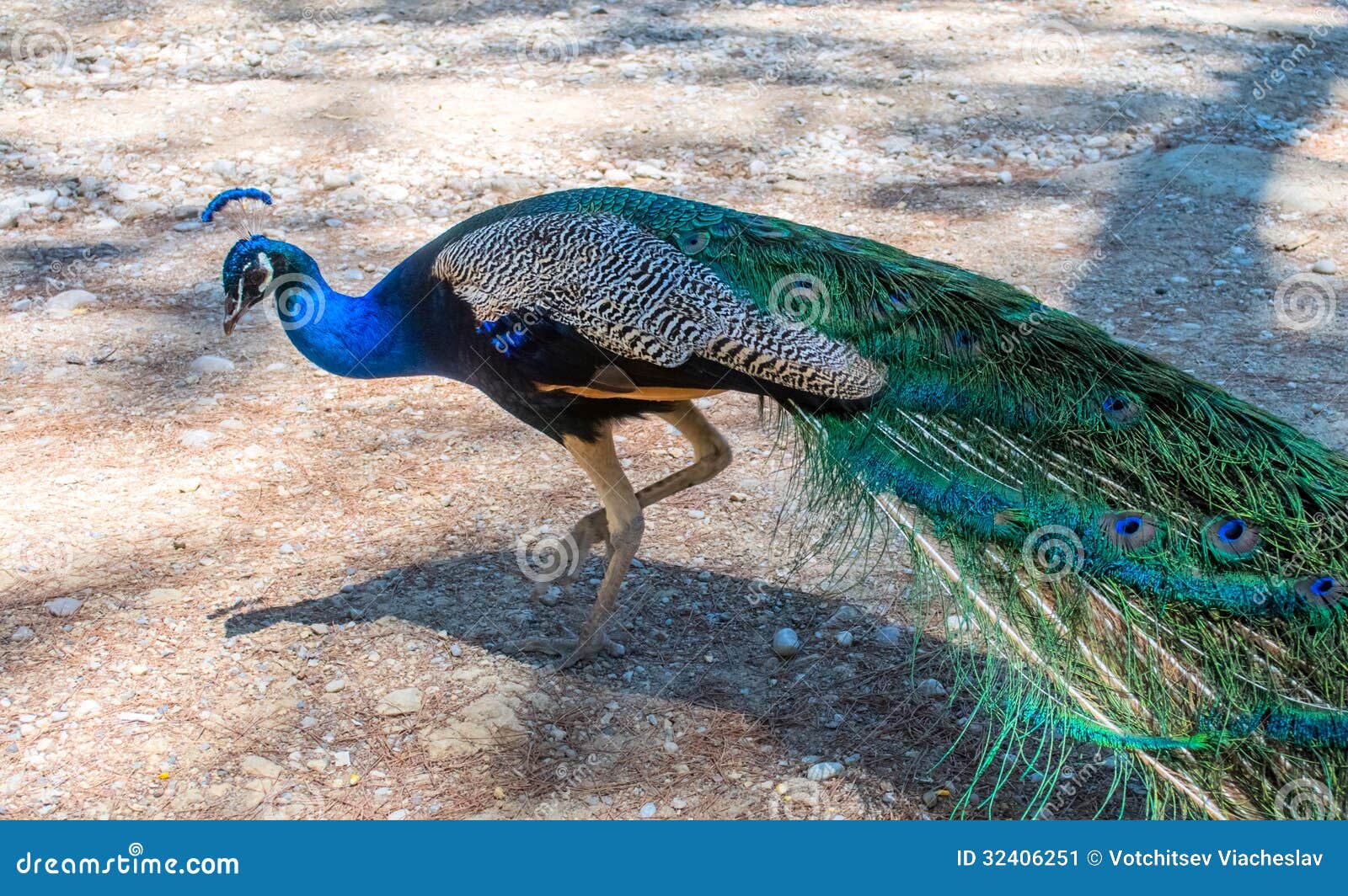 Vista Laterale Del Pavone Maschio Immagine Stock - Immagine di indiano ...