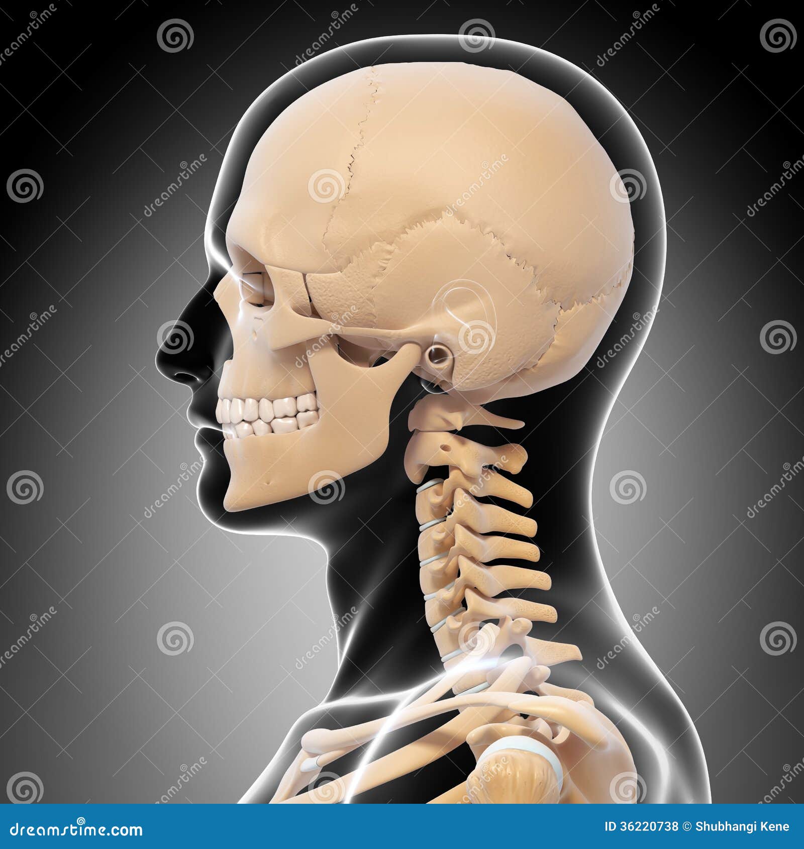 Vista Laterale Dello Scheletro Della Testa Umana Illustrazione di Stock ...