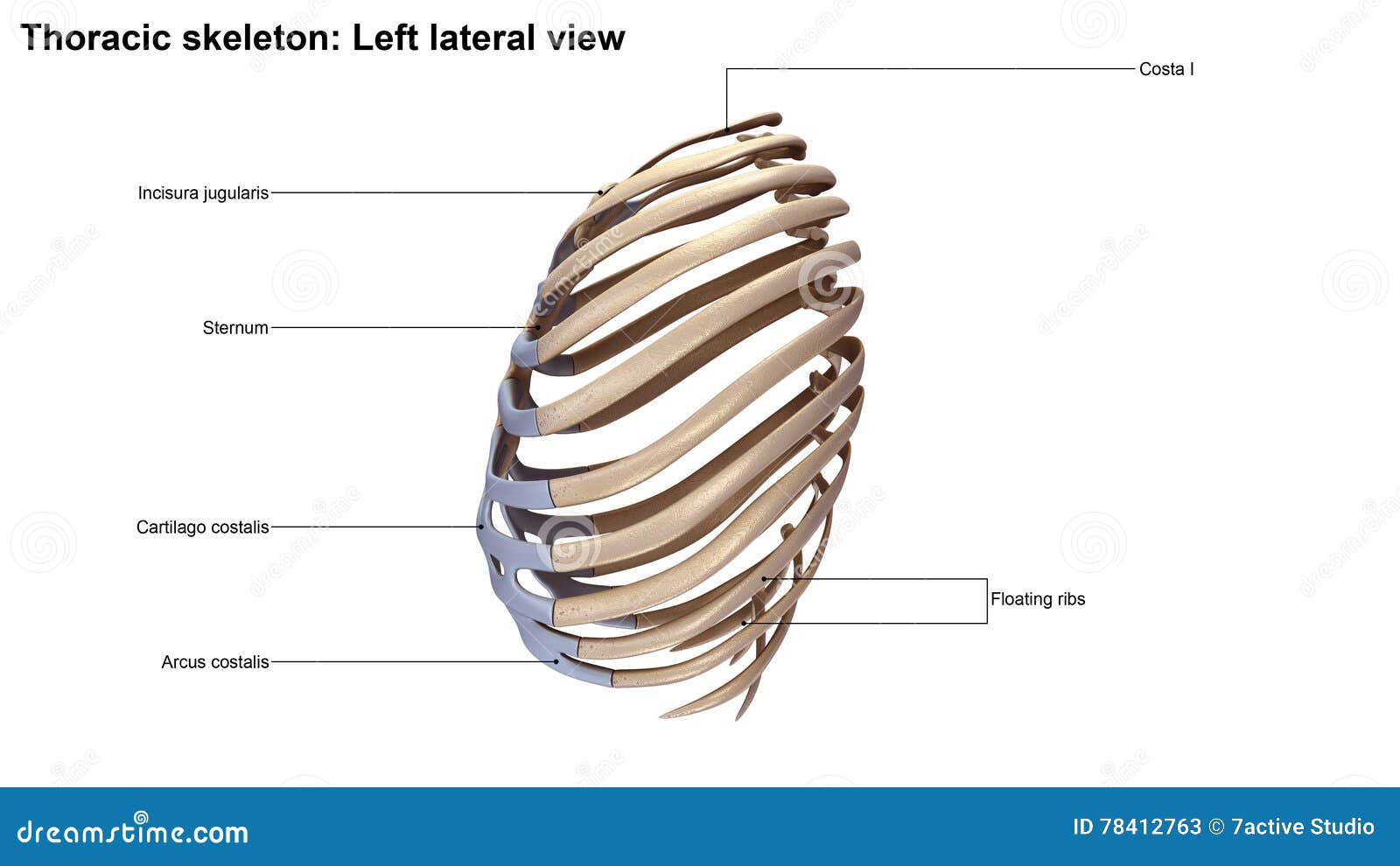 Vista Laterale Di Scheletro Toracica Illustrazione di Stock ...