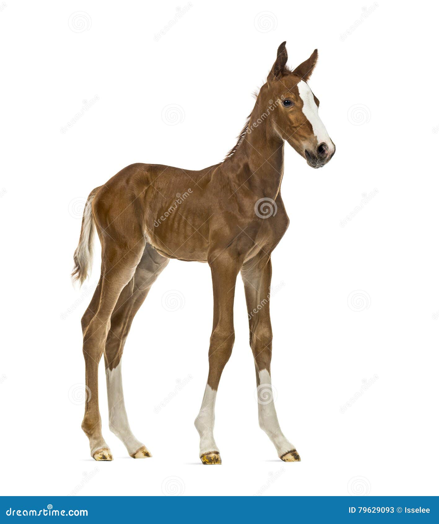 Vista Laterale Di Un Puledro Immagine Stock - Immagine di sfondo ...
