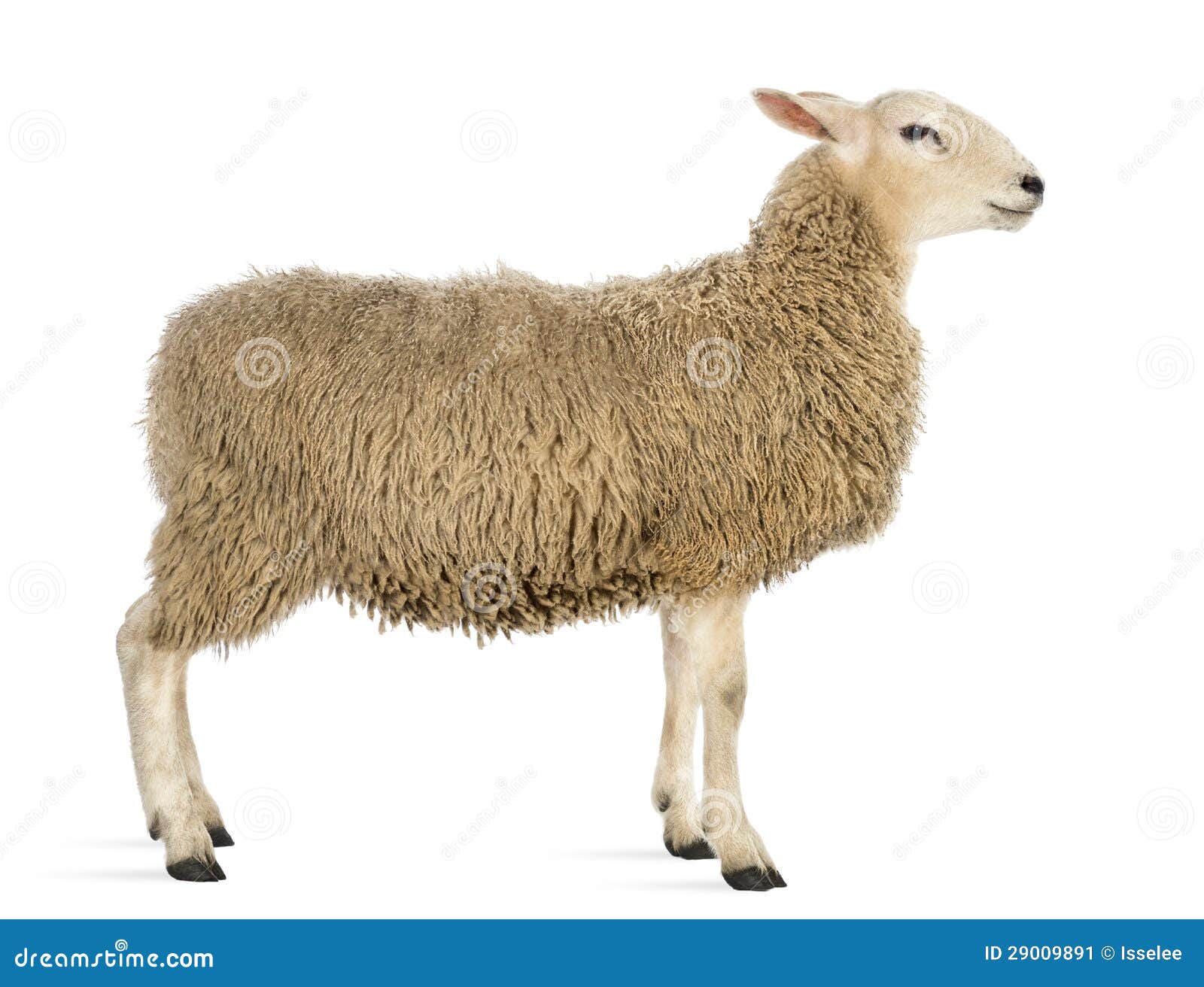 Vista Laterale Di Una Pecora Immagine Stock - Immagine di animale ...