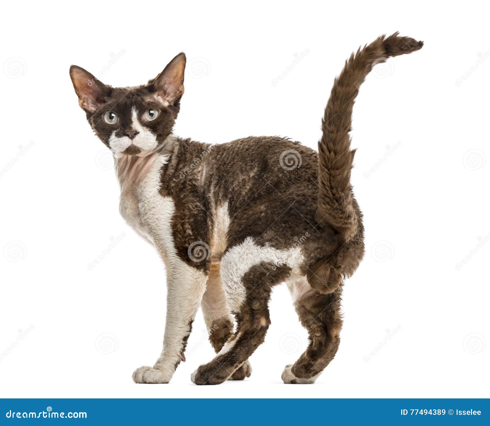 Vista Posterior De Un Gato Del Rex De Devon Imagen de archivo - Imagen ...