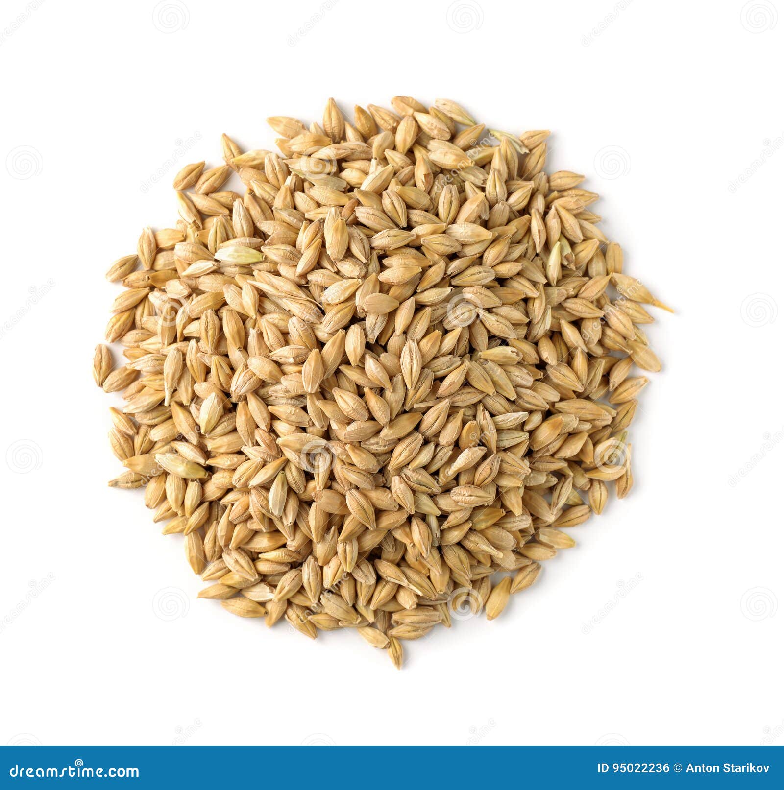 Vista Superiore Dei Grani Dell'orzo Fotografia Stock - Immagine di ...