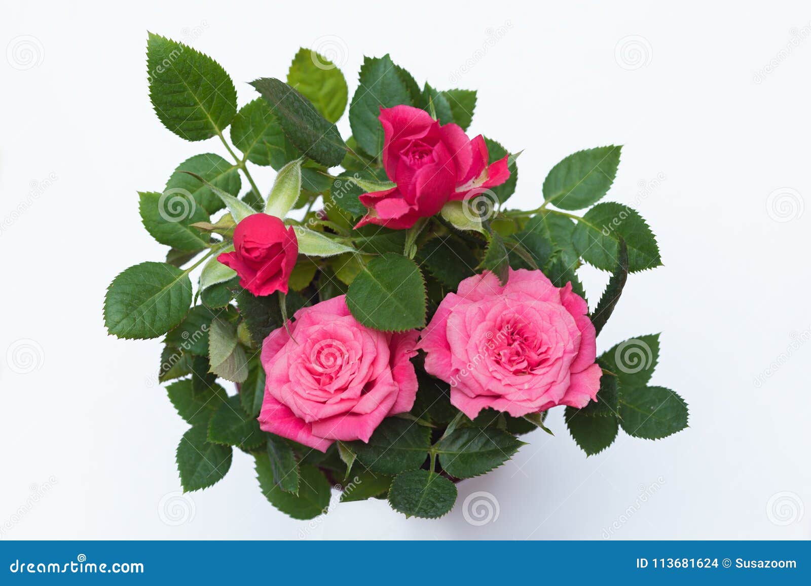 Vista Superiore Della Piccola Pianta Rosa Fotografia Stock - Immagine ...