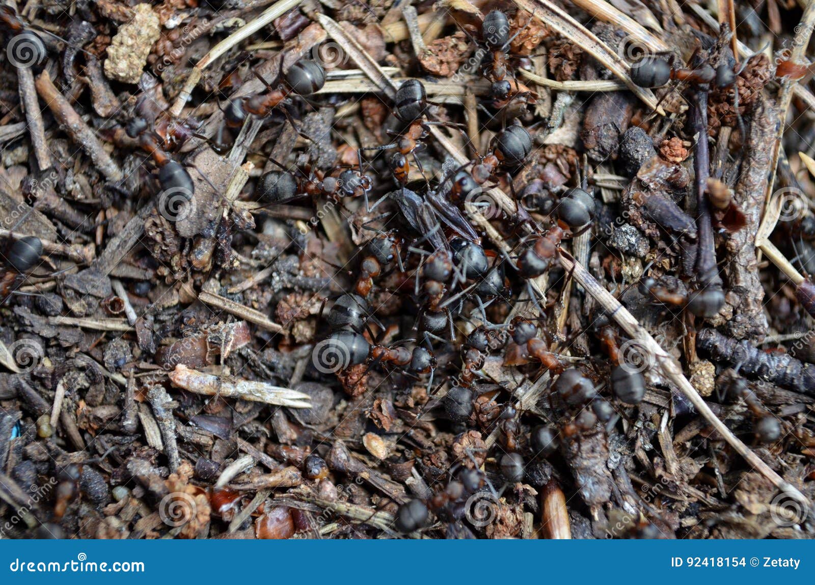 Vista vicina del formicaio fotografia stock. Immagine di animale - 92418154
