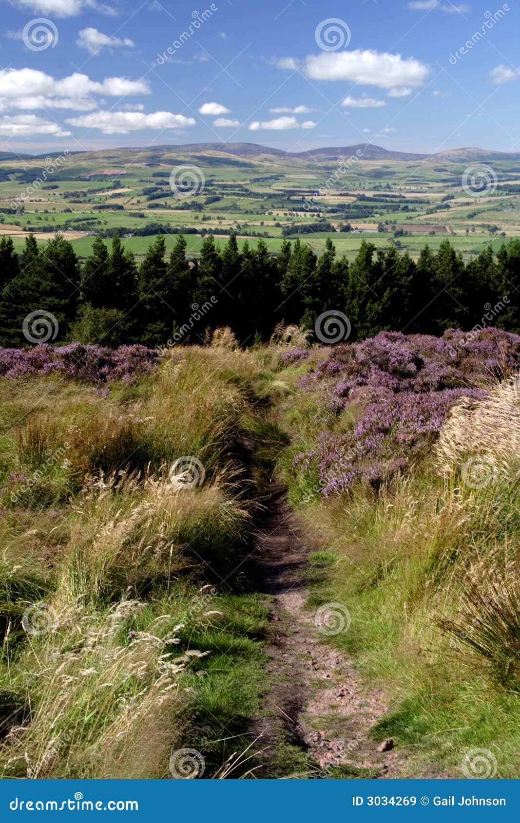 Vistas de Simonside imagem de stock. Imagem de urze, madeiras - 3034269