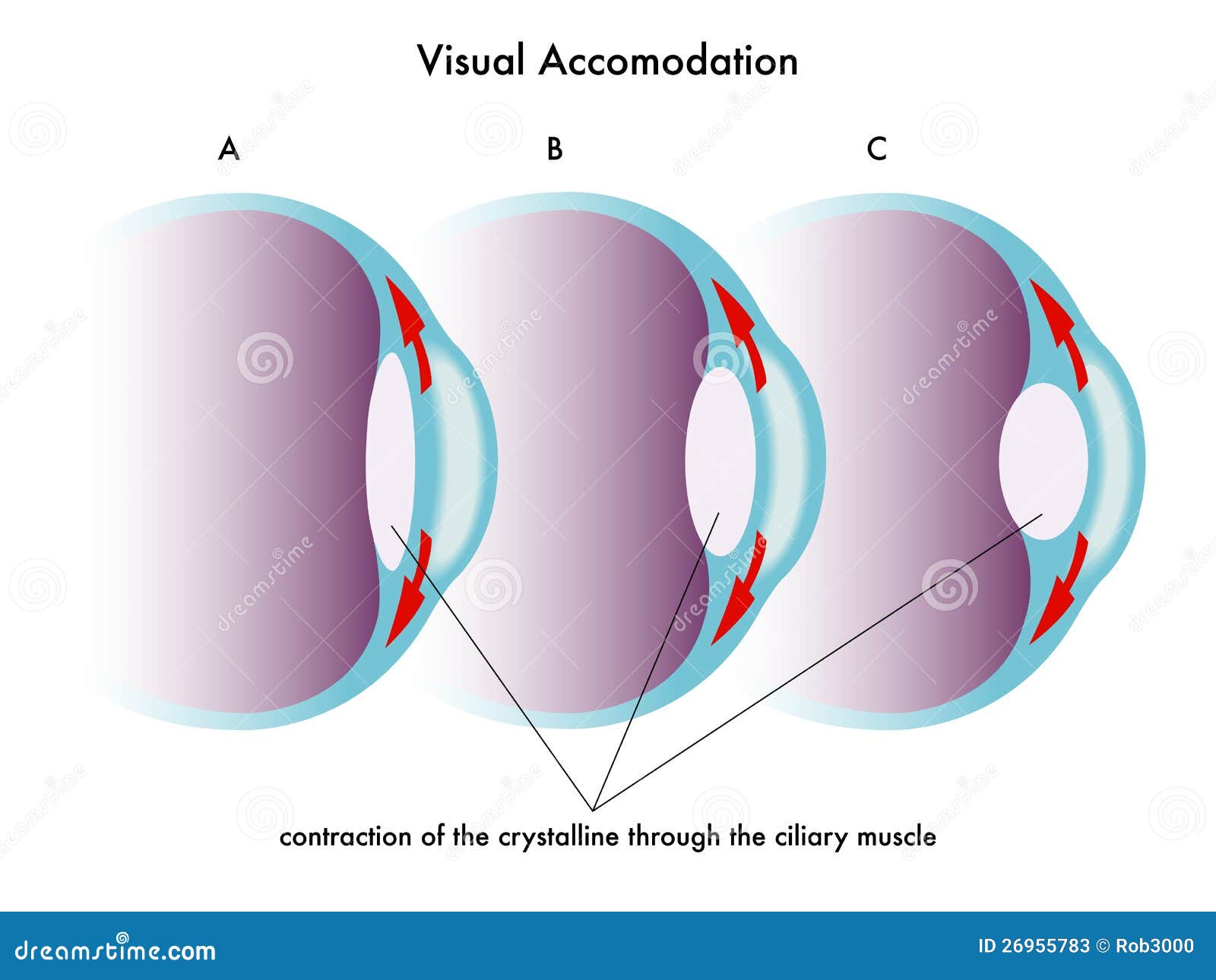 Visual Accommodation Chart Vector Illustration | CartoonDealer.com ...