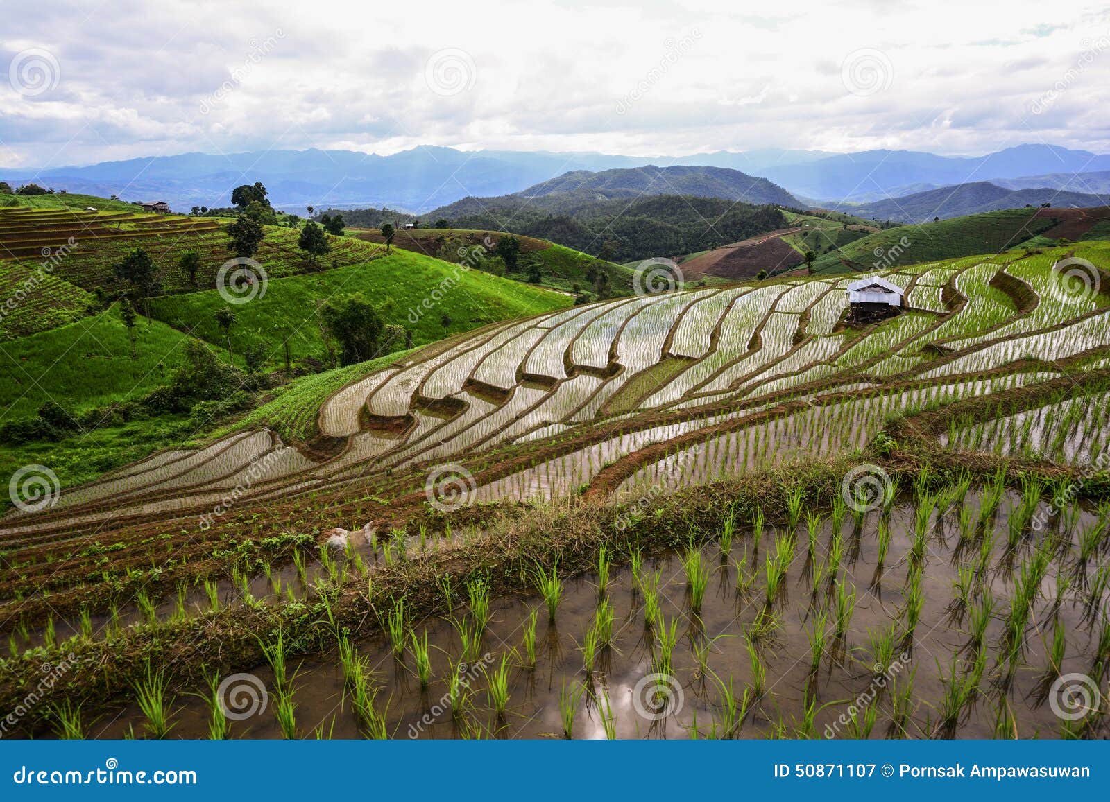 Visual arts rice terraces stock image. Image of lush - 50871107