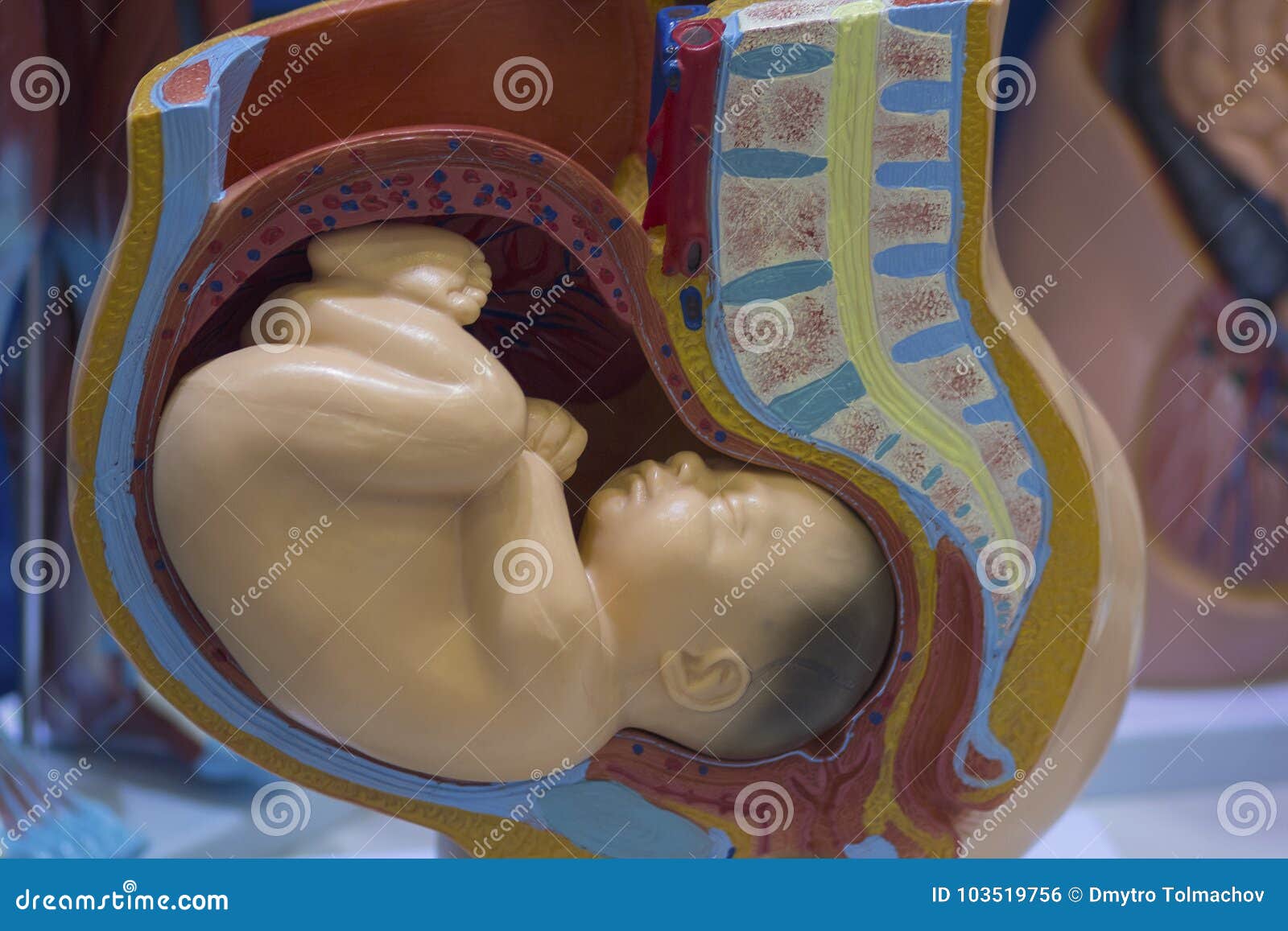 Visual Benefit with the Child in the Womb Stock Photo - Image of ...