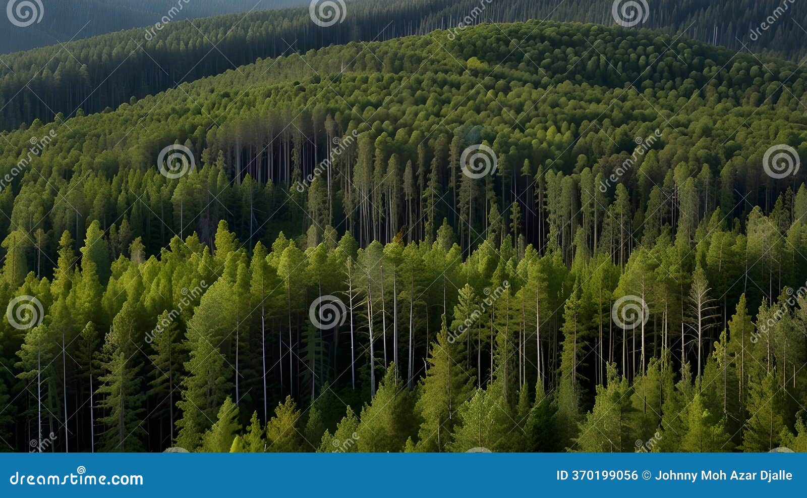 A Visual Comparison In One Image Showing A Healthy Forest Before ...