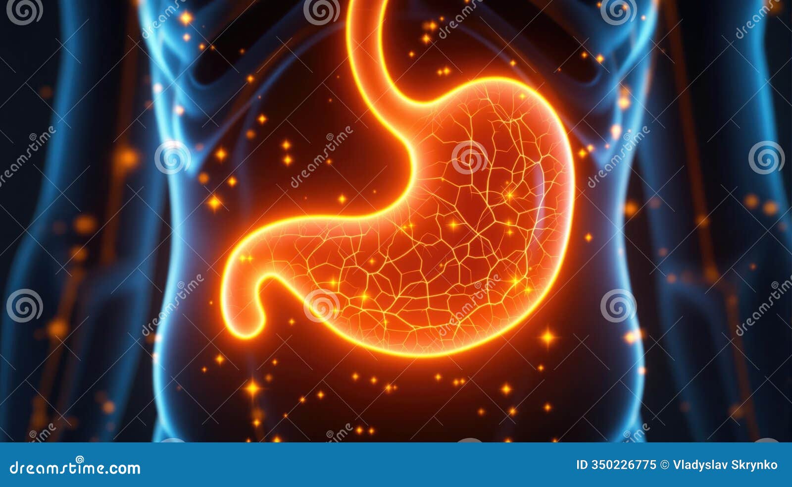 Understanding the Human Stomach Anatomy with Glowing Effects and ...