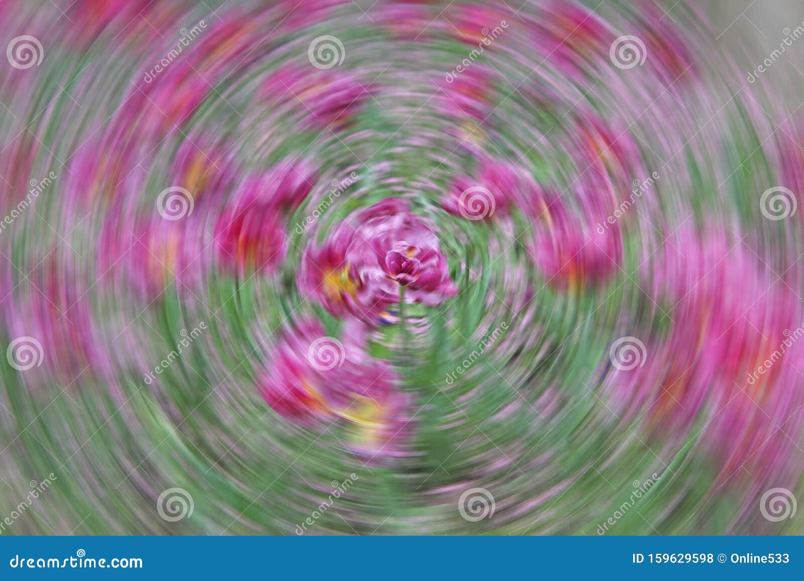 Visual Effect with Rotating Purple Flowers Stock Photo - Image of ...