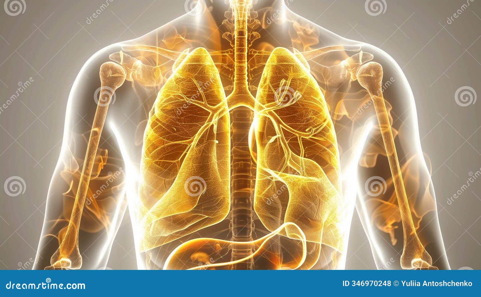 A Visual of Human Lungs Highlights Pain Areas, Emphasizing Respiratory ...