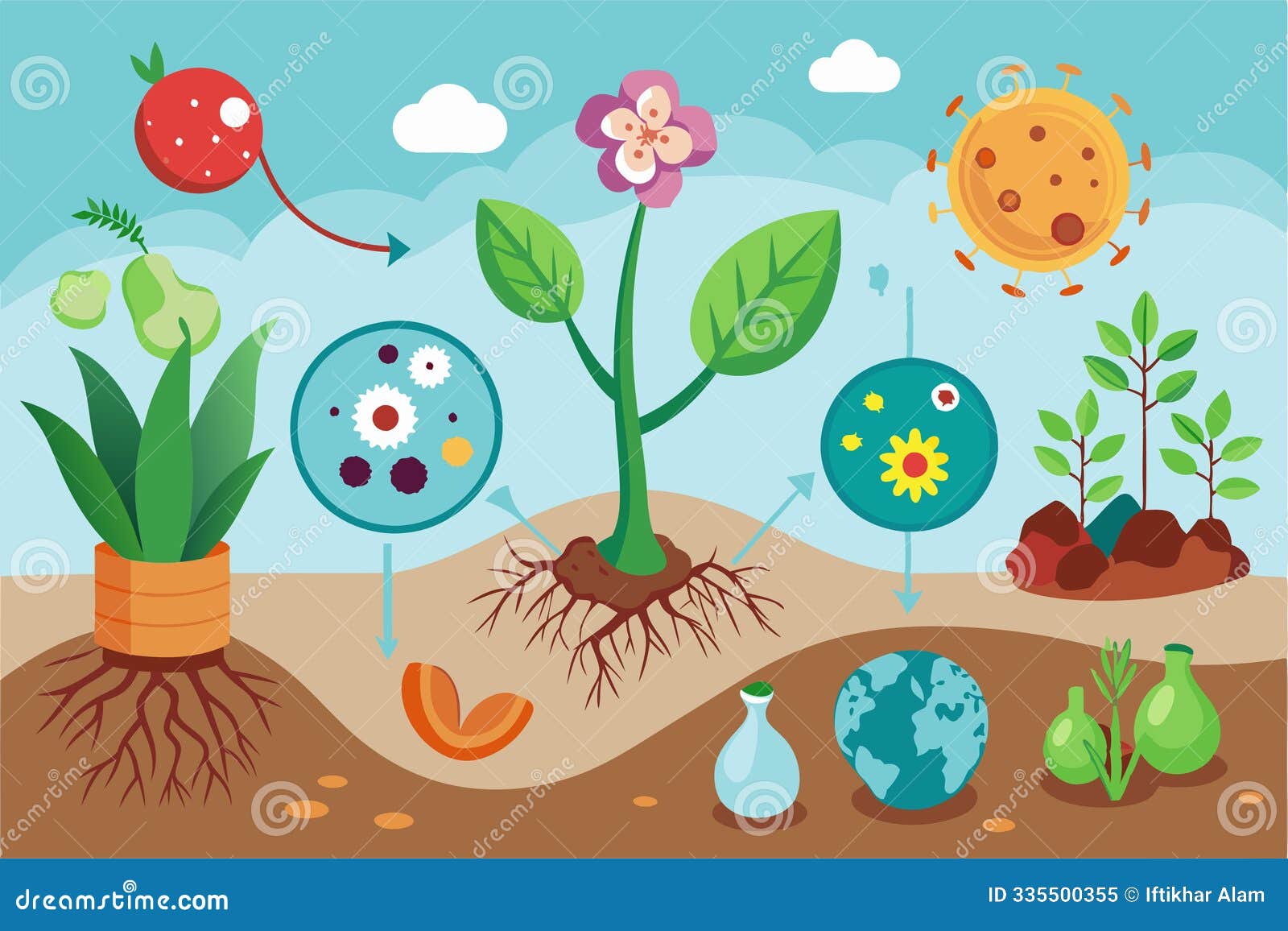 This Visual Illustrates the Various Stages in the Development of Flora ...