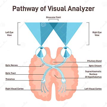 Visual Pathway. Human Eye and Brain Anatomical Connetion with Optic ...
