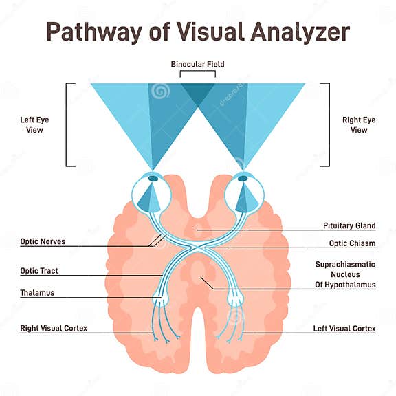 Visual Pathway. Human Eye and Brain Anatomical Connetion with Optic ...