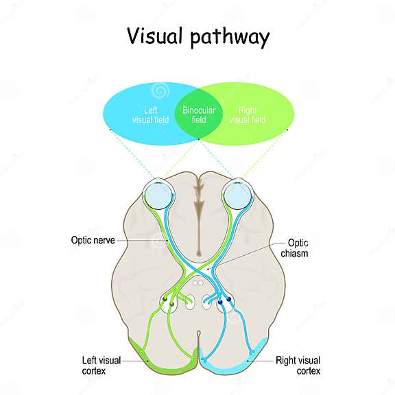Visual Pathway. Human`s Brain with Eyes, Optic Nerves, and Visual ...