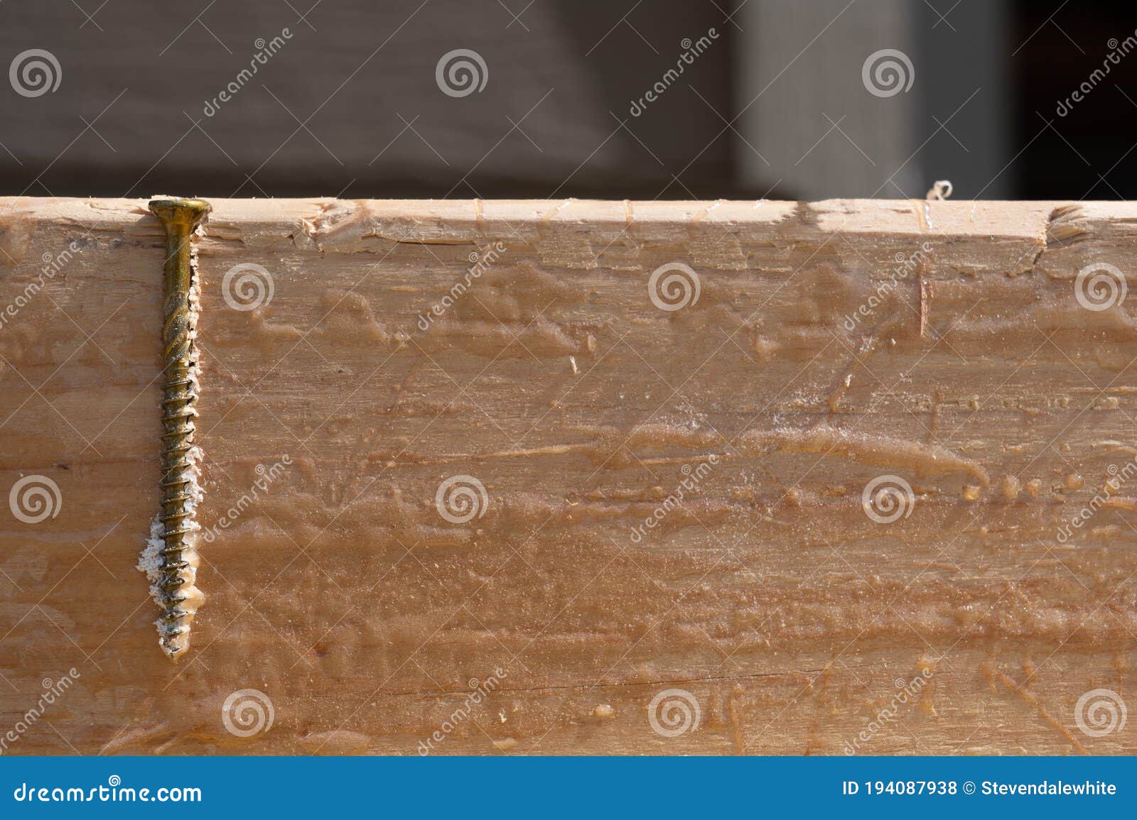 Cross-section View of a in a Pine Wooden Stud Stock Photo - Image of ...