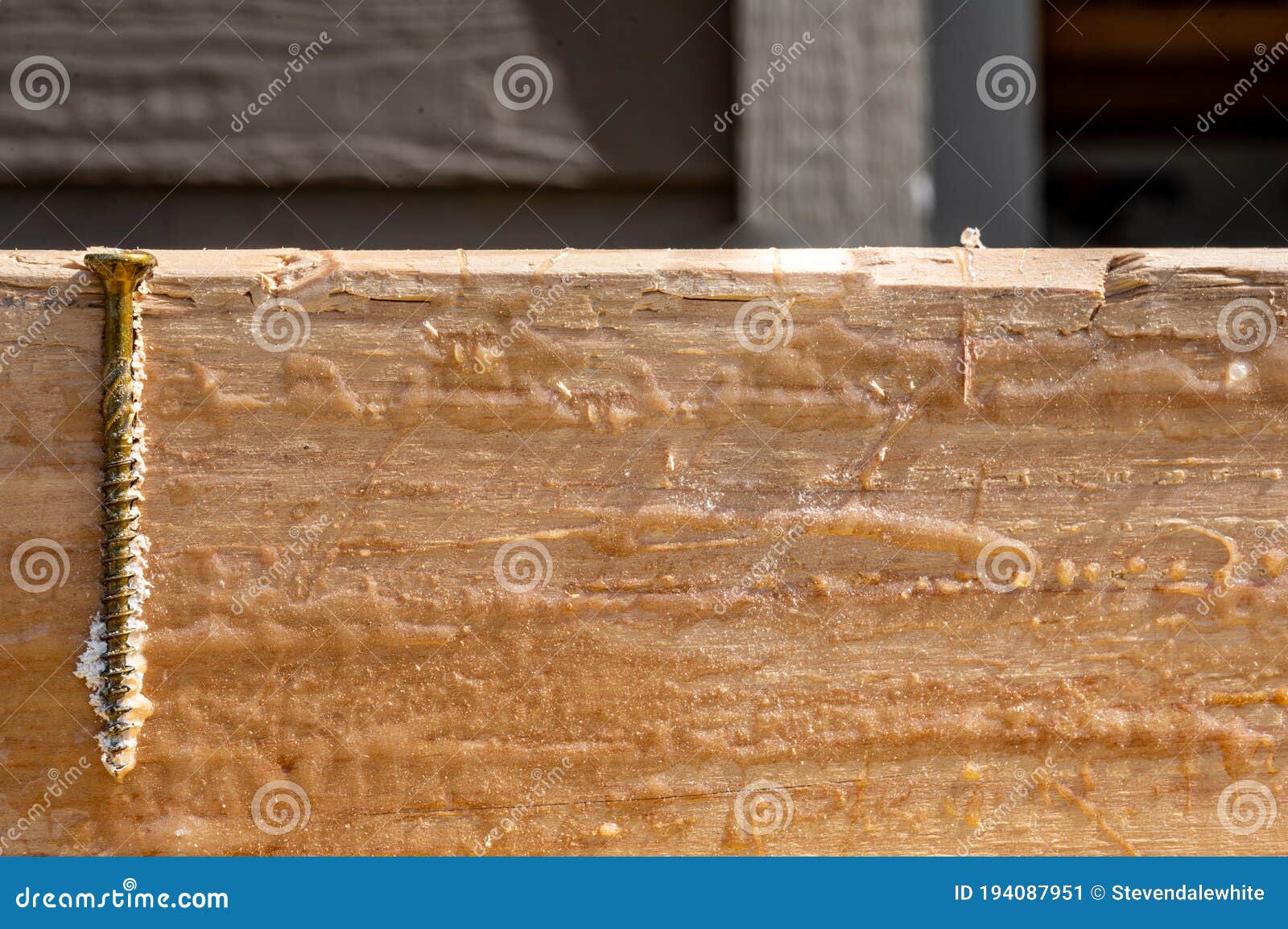 Cross-section View of a in a Pine Wooden Stud Stock Image - Image of ...