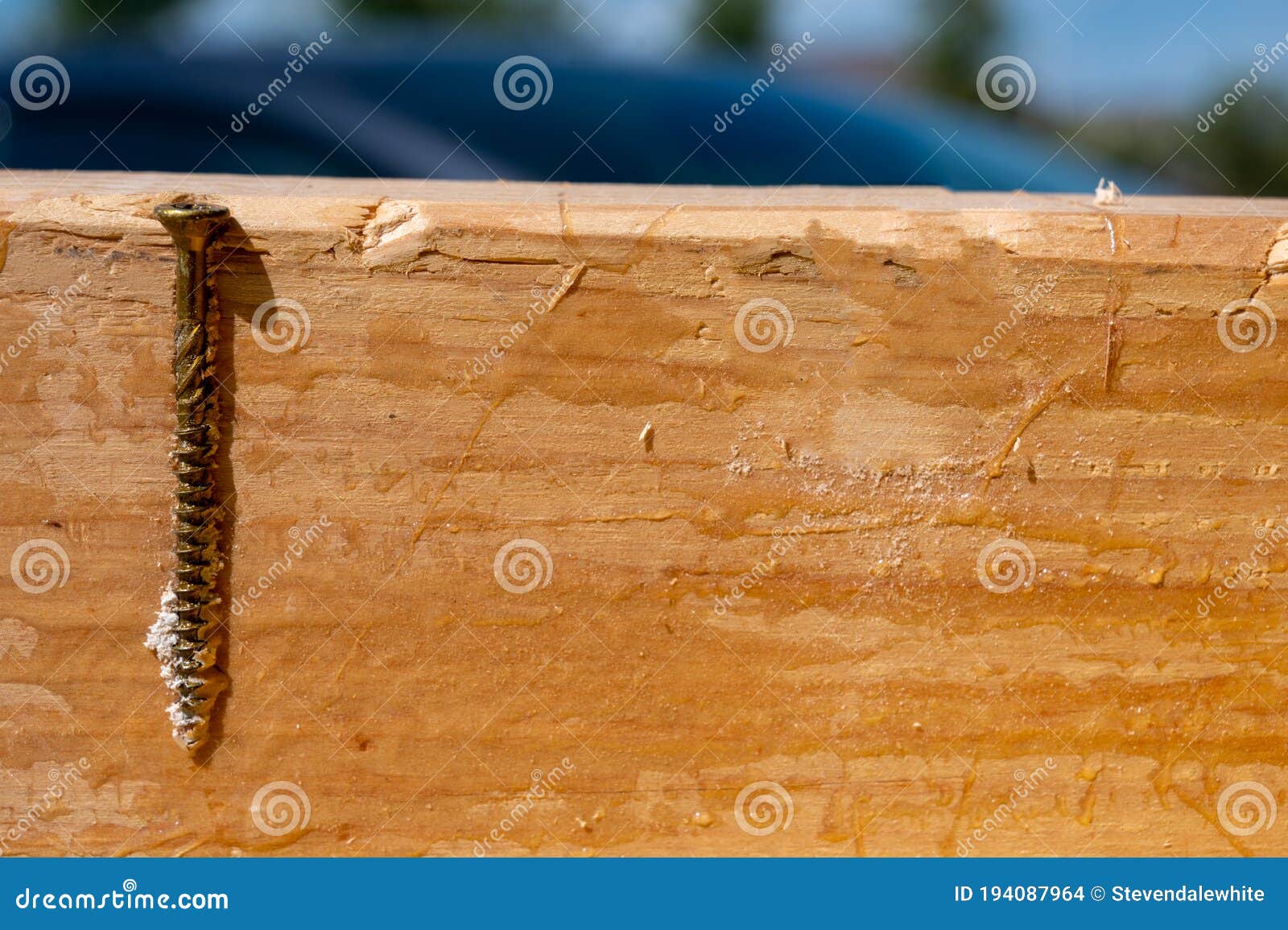Cross-section View of a in a Pine Wooden Stud Stock Photo - Image of ...
