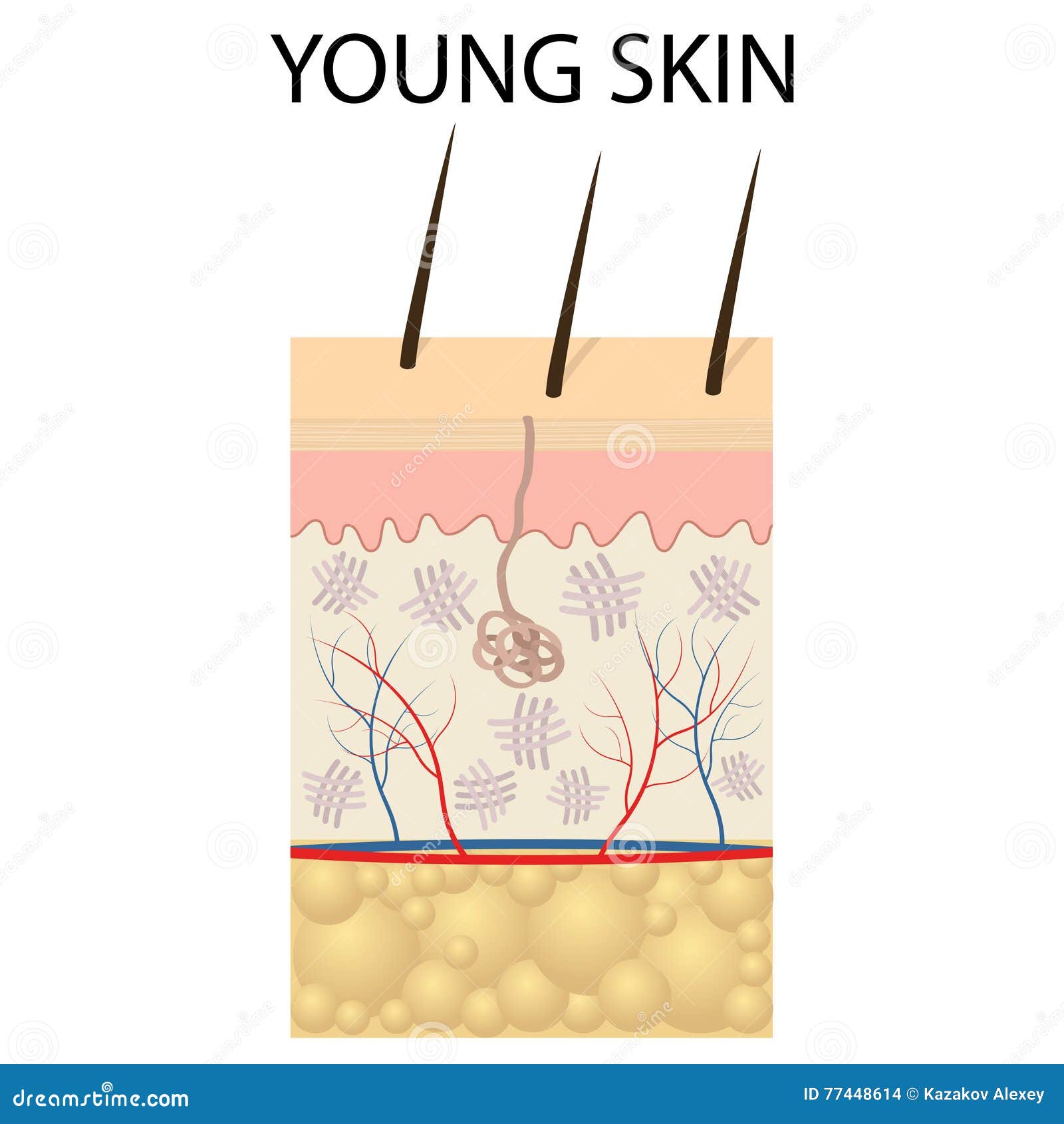 Young Skin Contains Ceramides That Produce Moist Appearance, Aged Skin ...