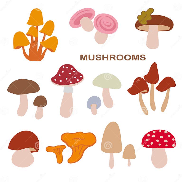 A Colorful Collection of Various Mushrooms in Differing Shapes and ...