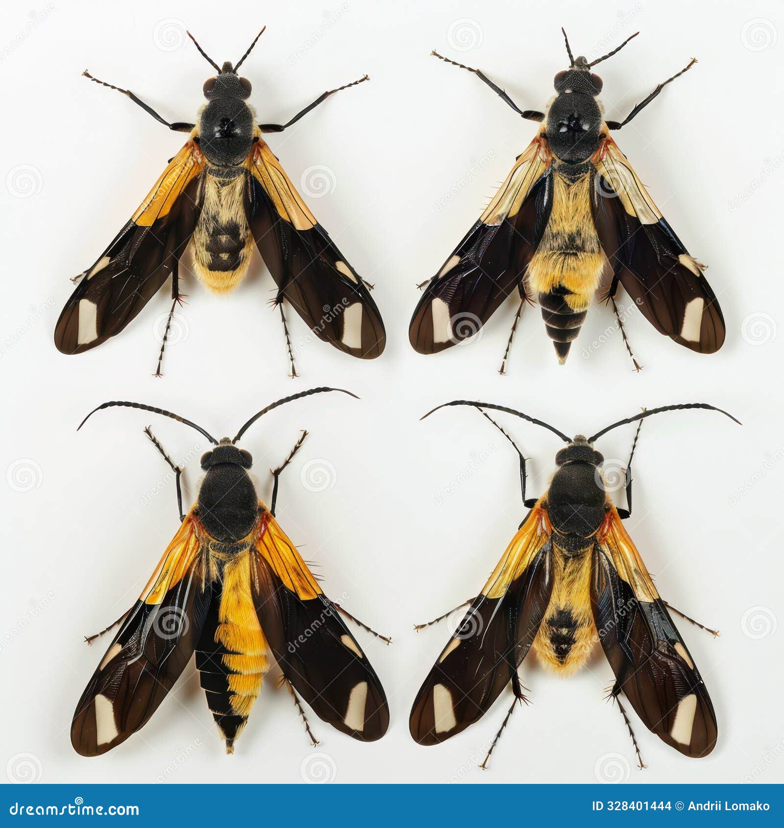 Four Diverse Angles of an Insect Displaying Unique Wing Patterns and ...
