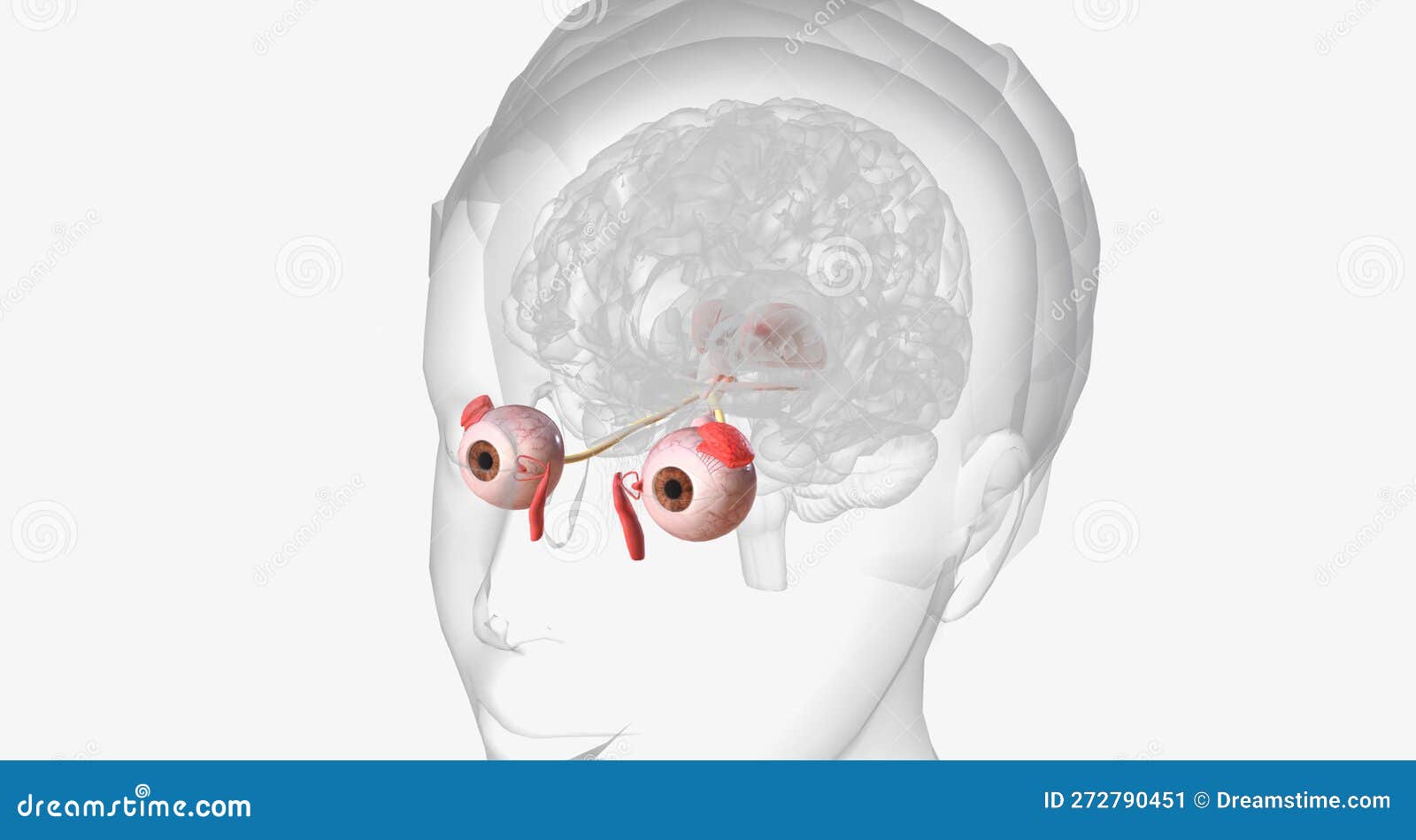 The Visual System Contains The Eyes Optic Nerves Optic Tracts And