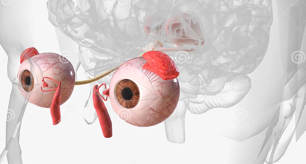 The Visual System Contains the Eyes, Optic Nerves, Optic Tracts, and ...