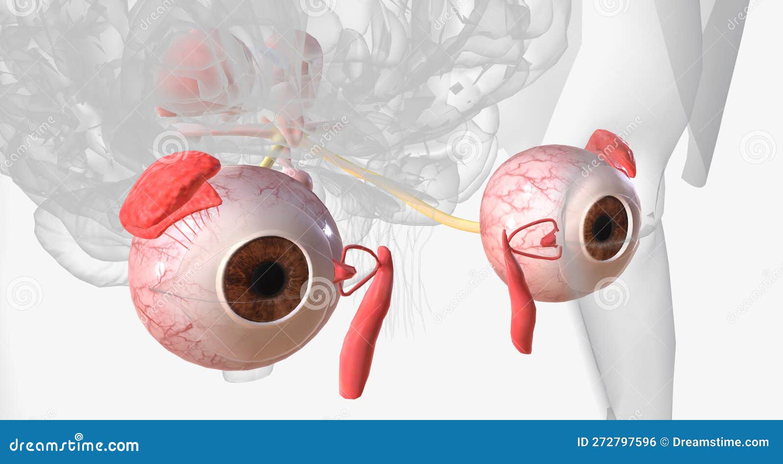 The Visual System Contains The Eyes, Optic Nerves, Optic Tracts, And ...