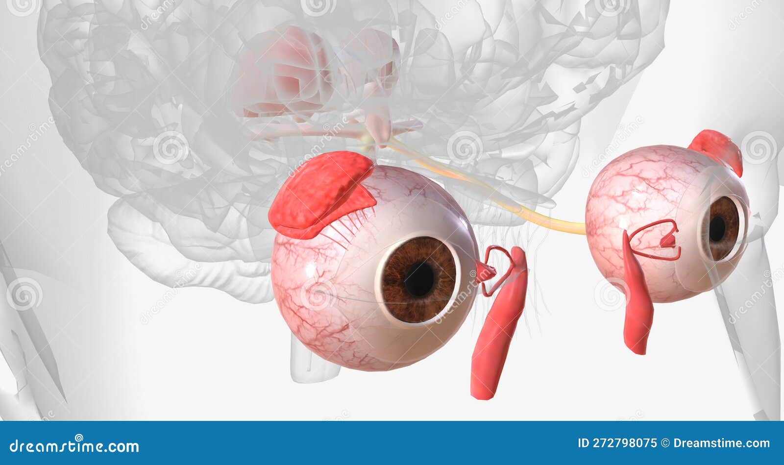 The Visual System Contains The Eyes, Optic Nerves, Optic Tracts, And ...