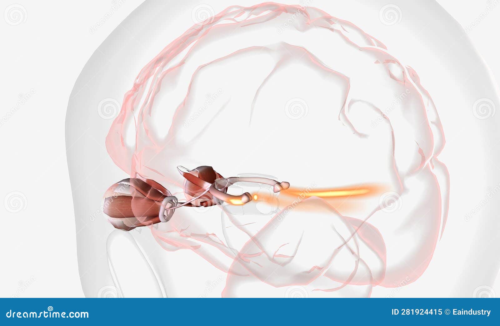 The Visual System Contains the Eyes, Optic Nerves, Optic Tracts, and ...