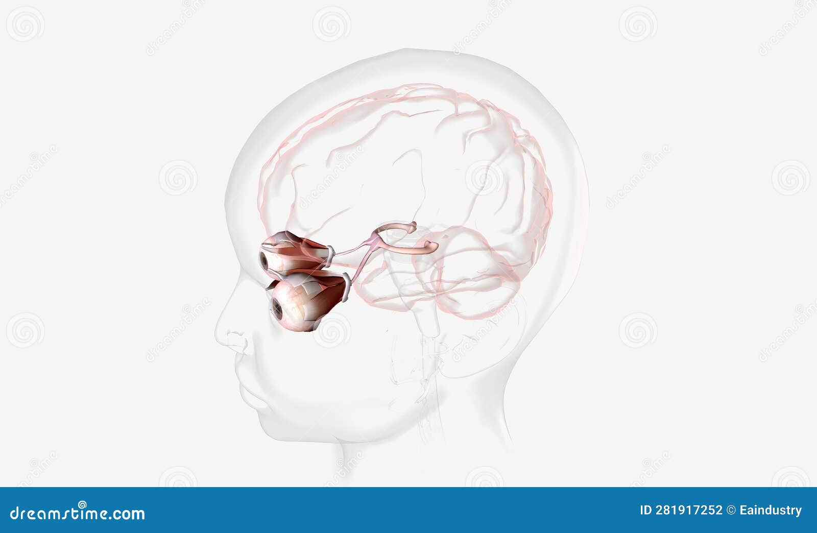 The Visual System Contains the Eyes, Optic Nerves, Optic Tracts, and ...