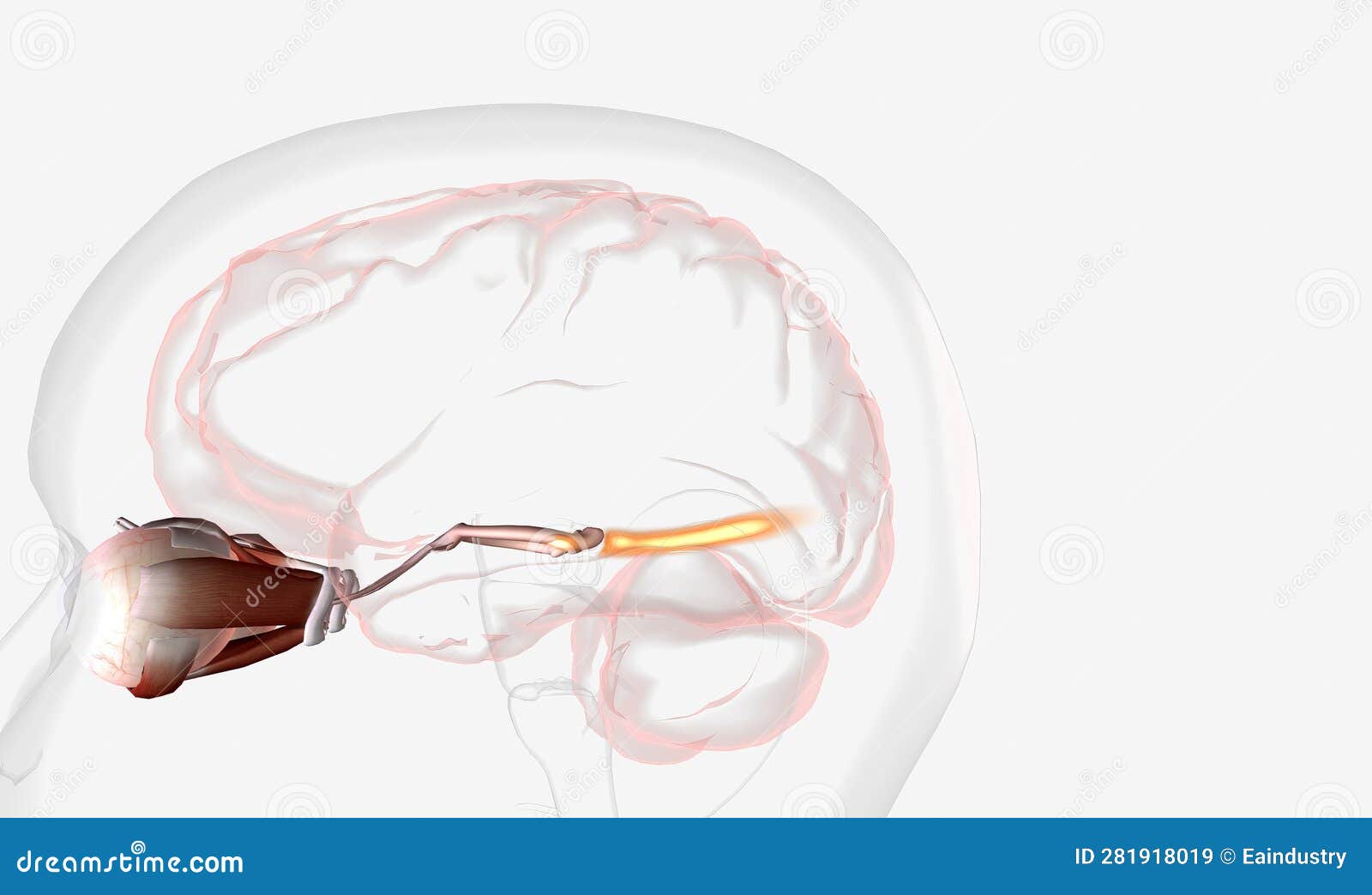 The Visual System Contains the Eyes, Optic Nerves, Optic Tracts, and ...