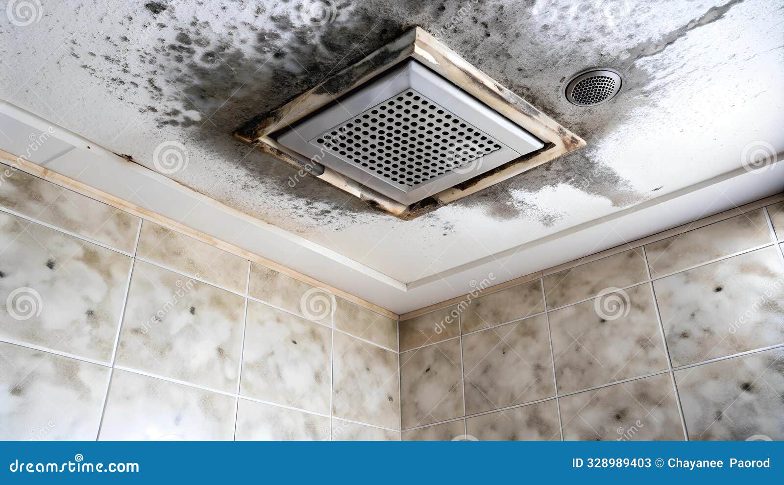 A Visual Warning: the Importance of Prevention for Black Mold on a ...