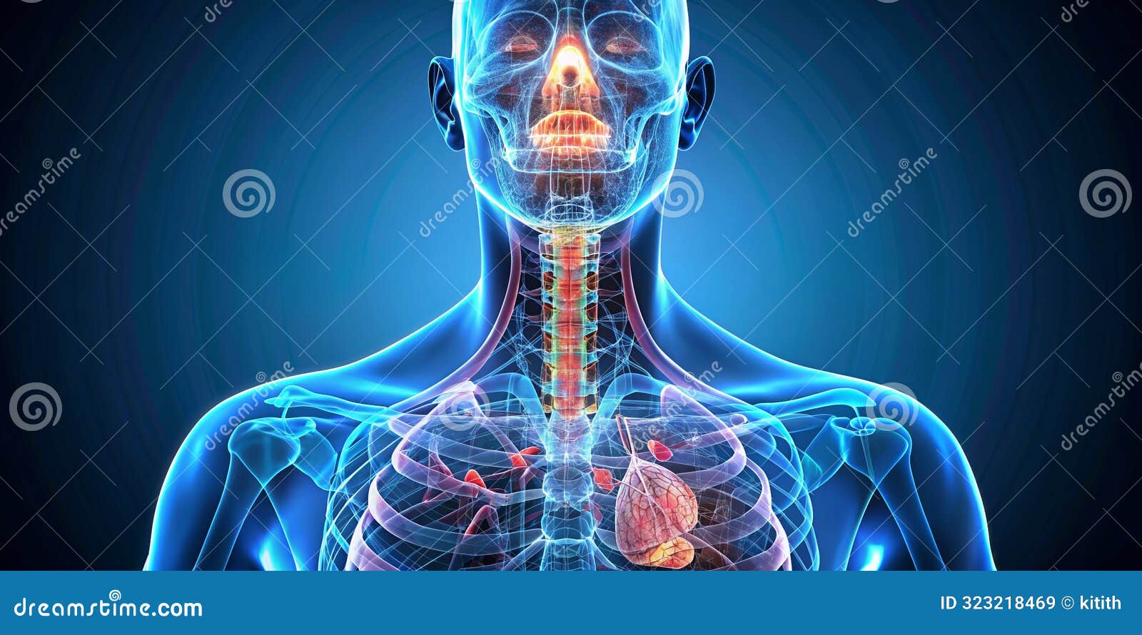 Visualization of the Endocrine System Including Glands Such As the ...
