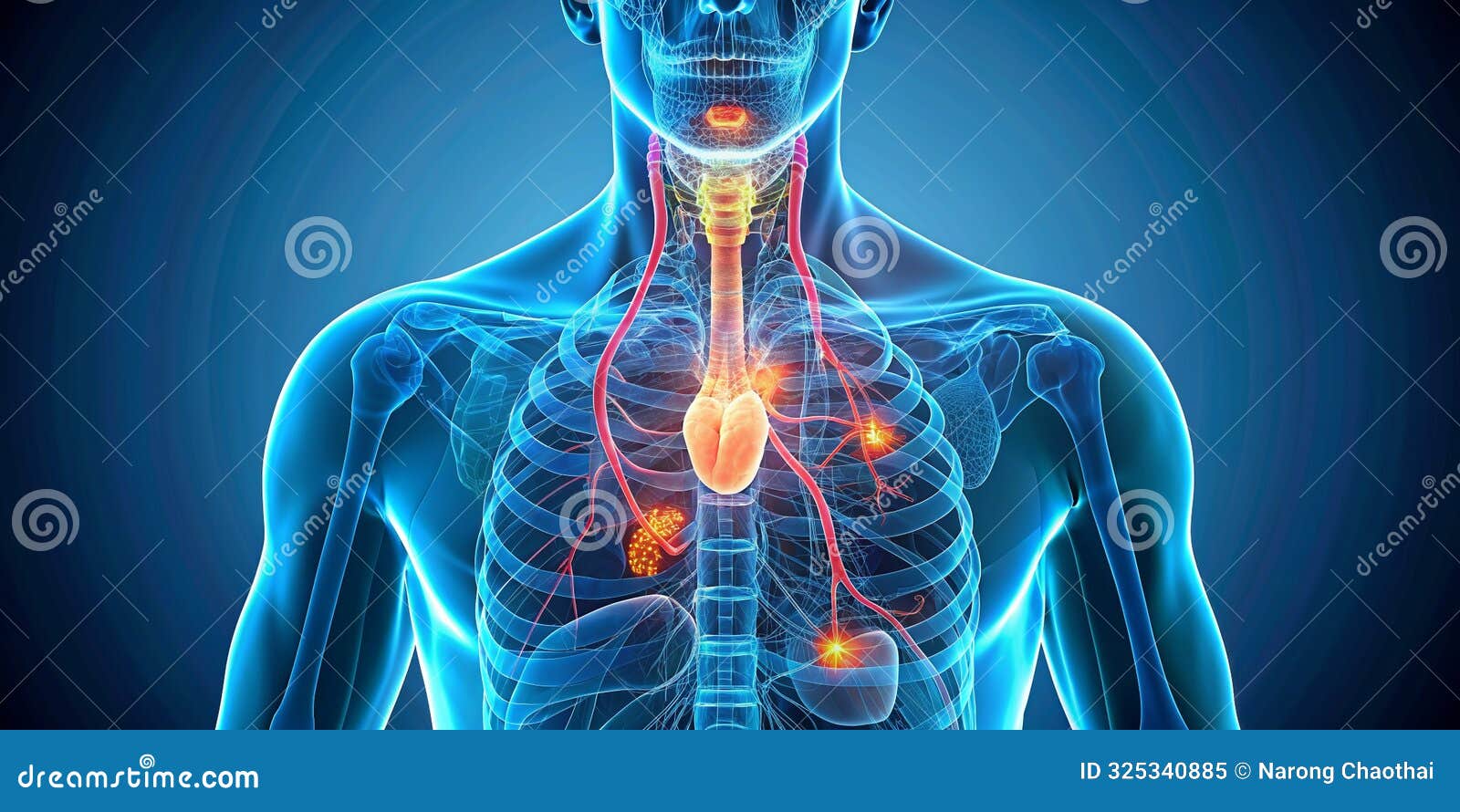 Visualization of the Endocrine System Including Glands Such As the ...