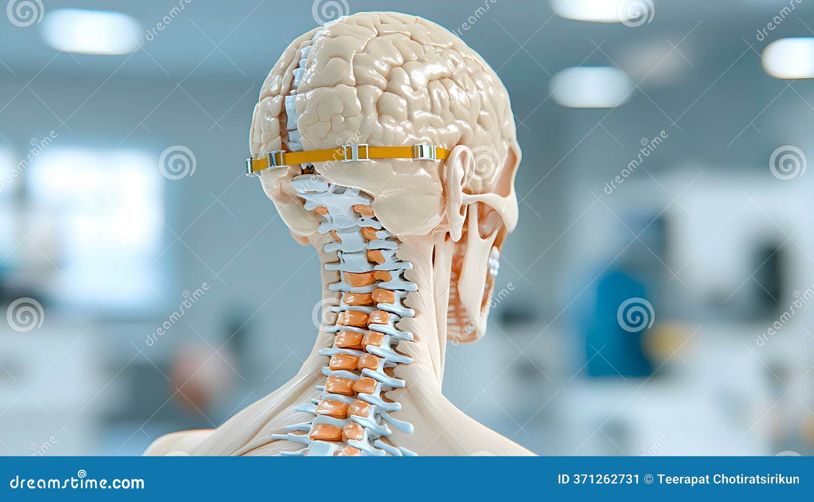 Human Cervical Spine Anatomy 3D Model: Detailed View Of The Vertebrae ...