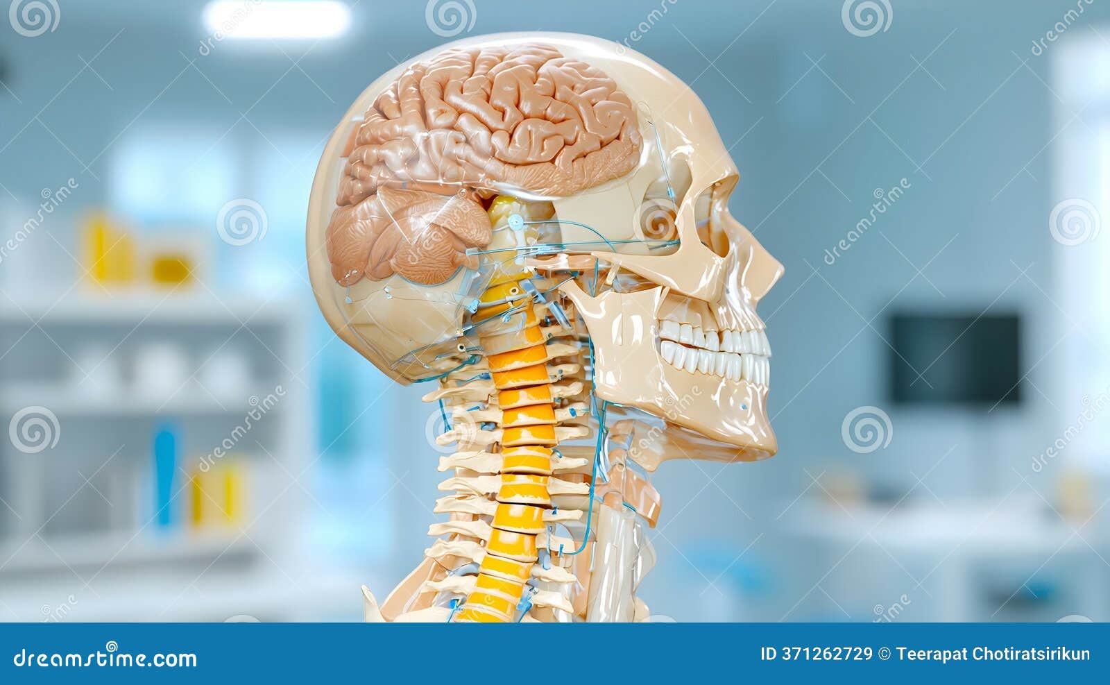 Human Cervical Spine Anatomy 3D Model: Detailed View Of The Vertebrae ...