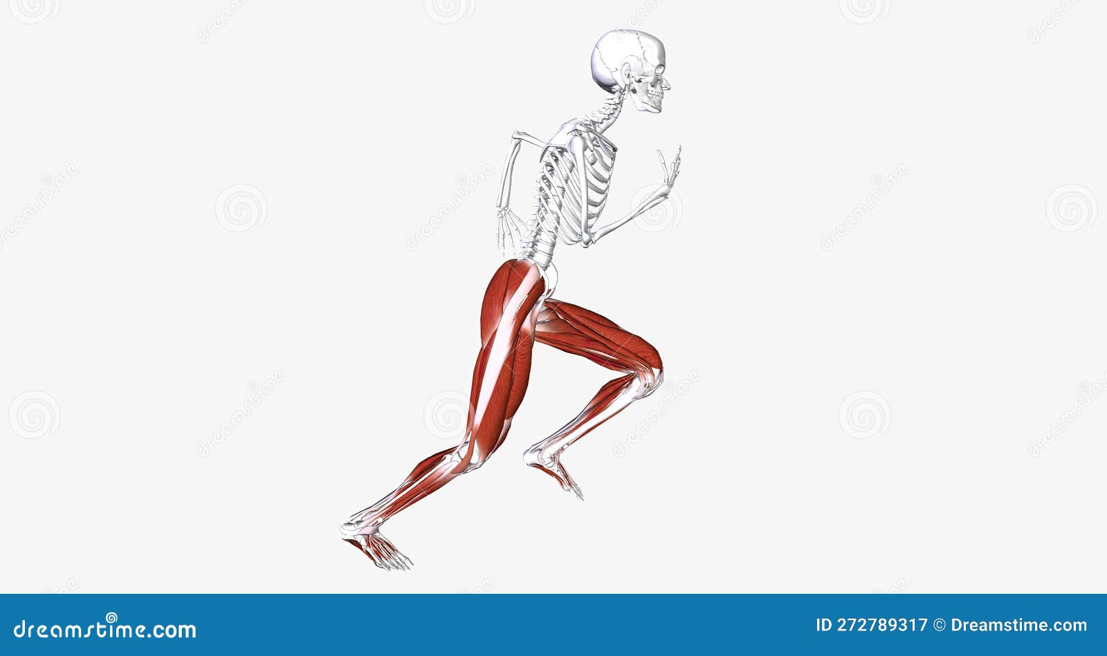 Visualization of the Human Skeleton and Leg Muscles while Running Stock ...