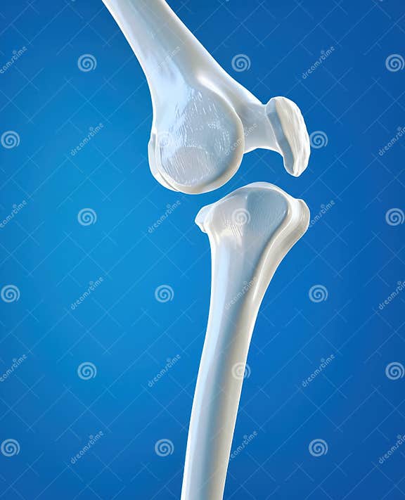 A Detailed Anatomical Illustration of a Human Knee Joint Against a ...